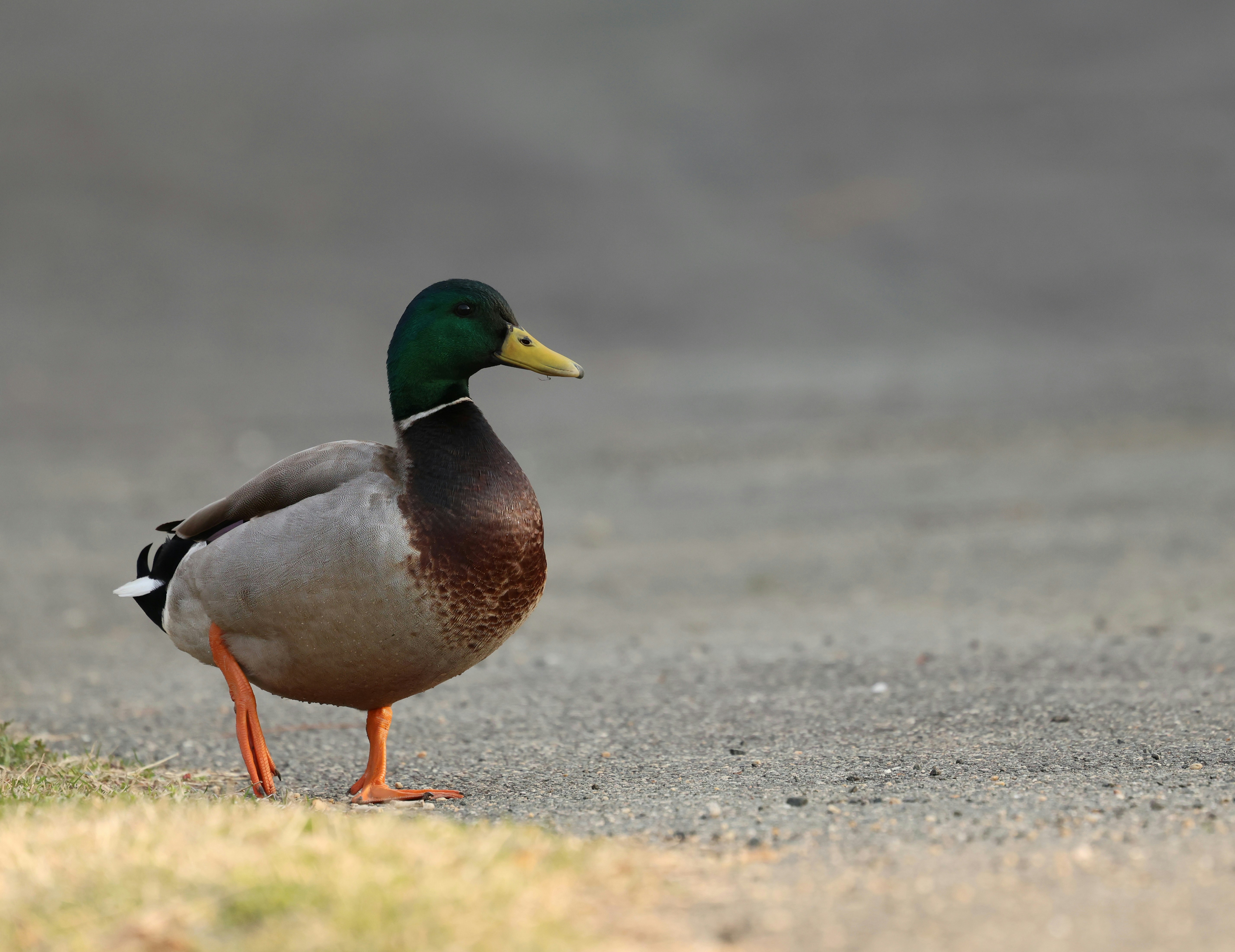 Green-hooded Drake on a Quiet Shore