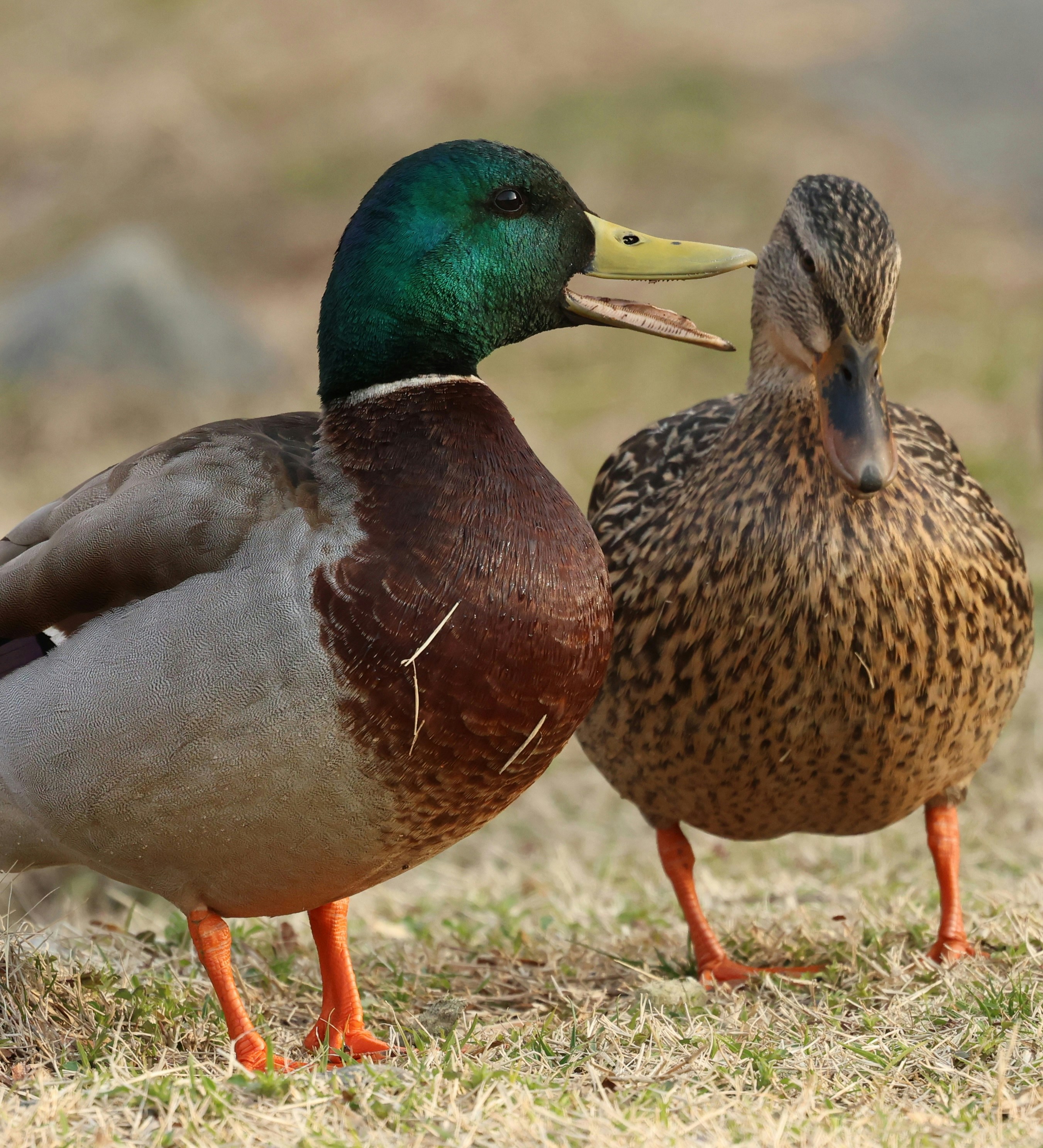 Confrontation at Beak Point: Mallard and Female Flutter