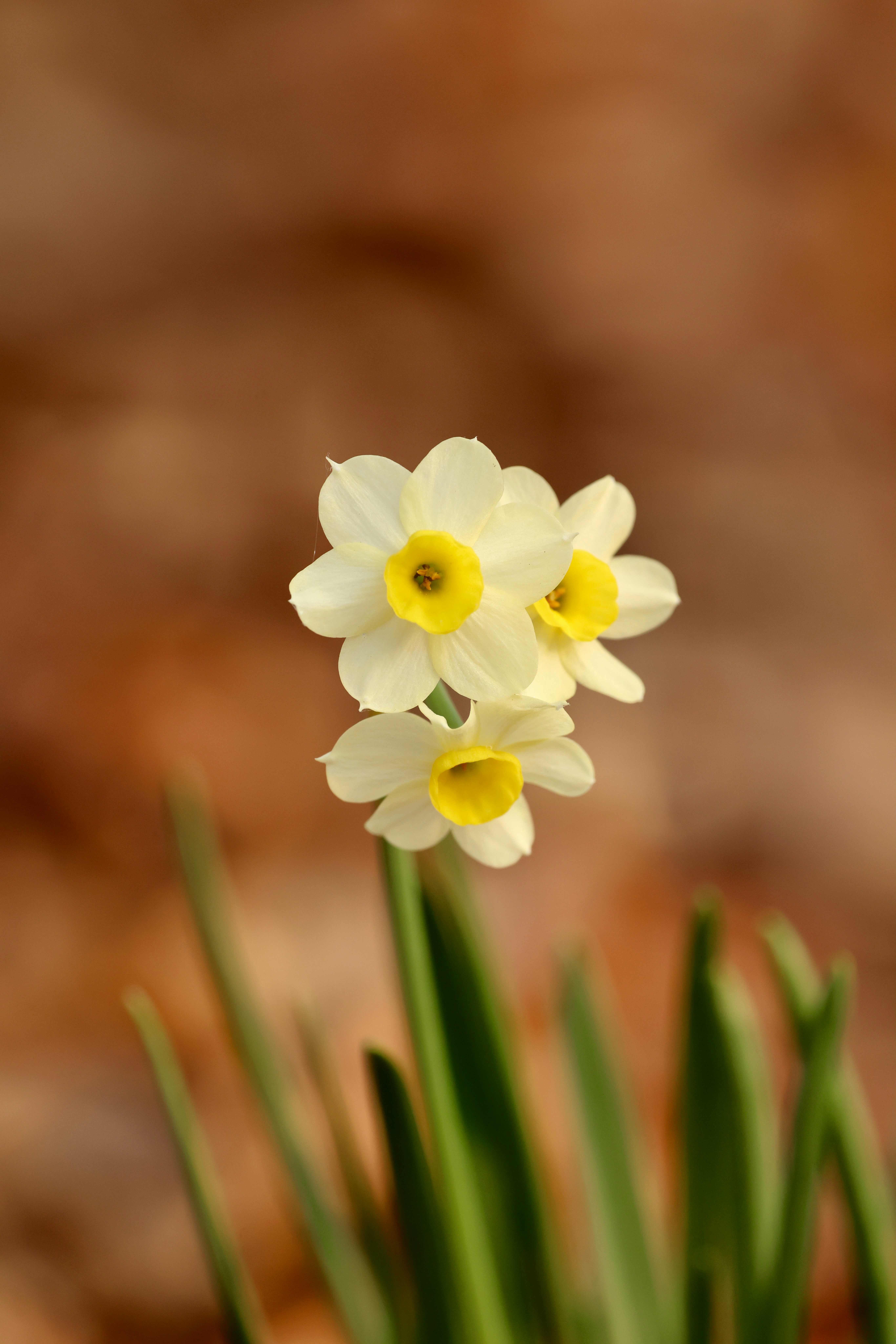 Three-White-Flower Cascade Framing Against Blurred Amber Backdrop