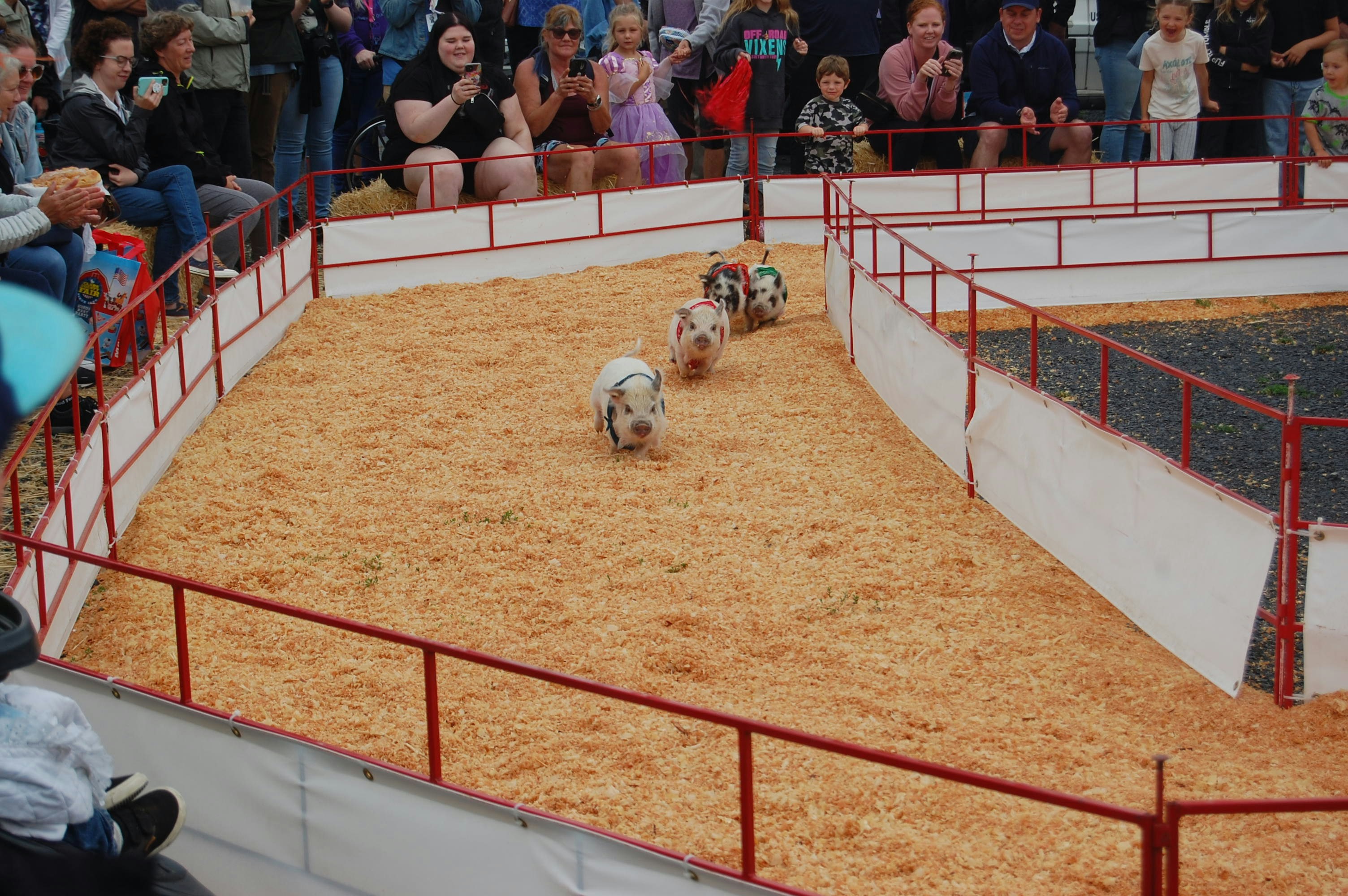 Dusty Derby: A Small Pack Chases Victory Across the Ring