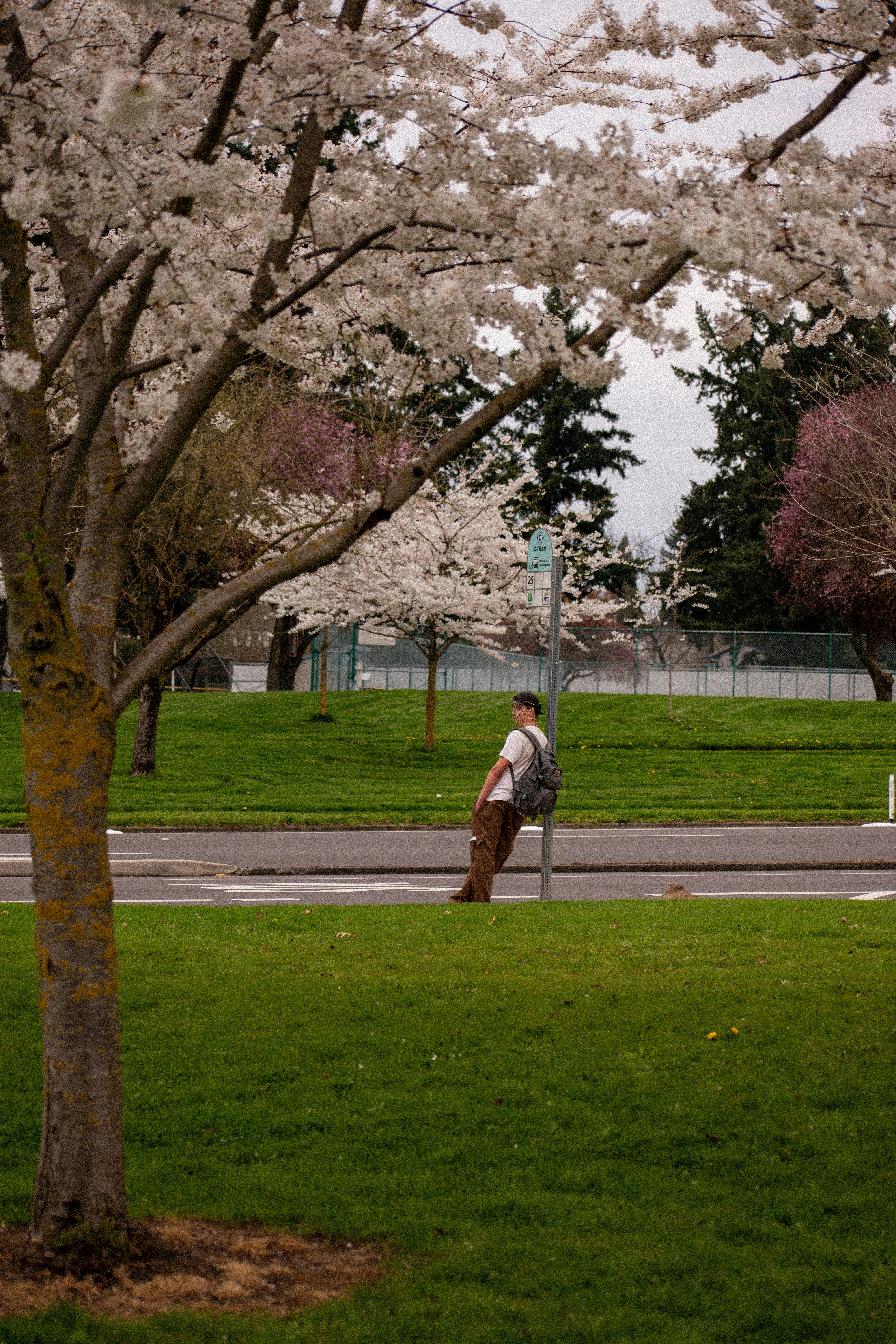 Person in a Park Beneath Blooming Trees