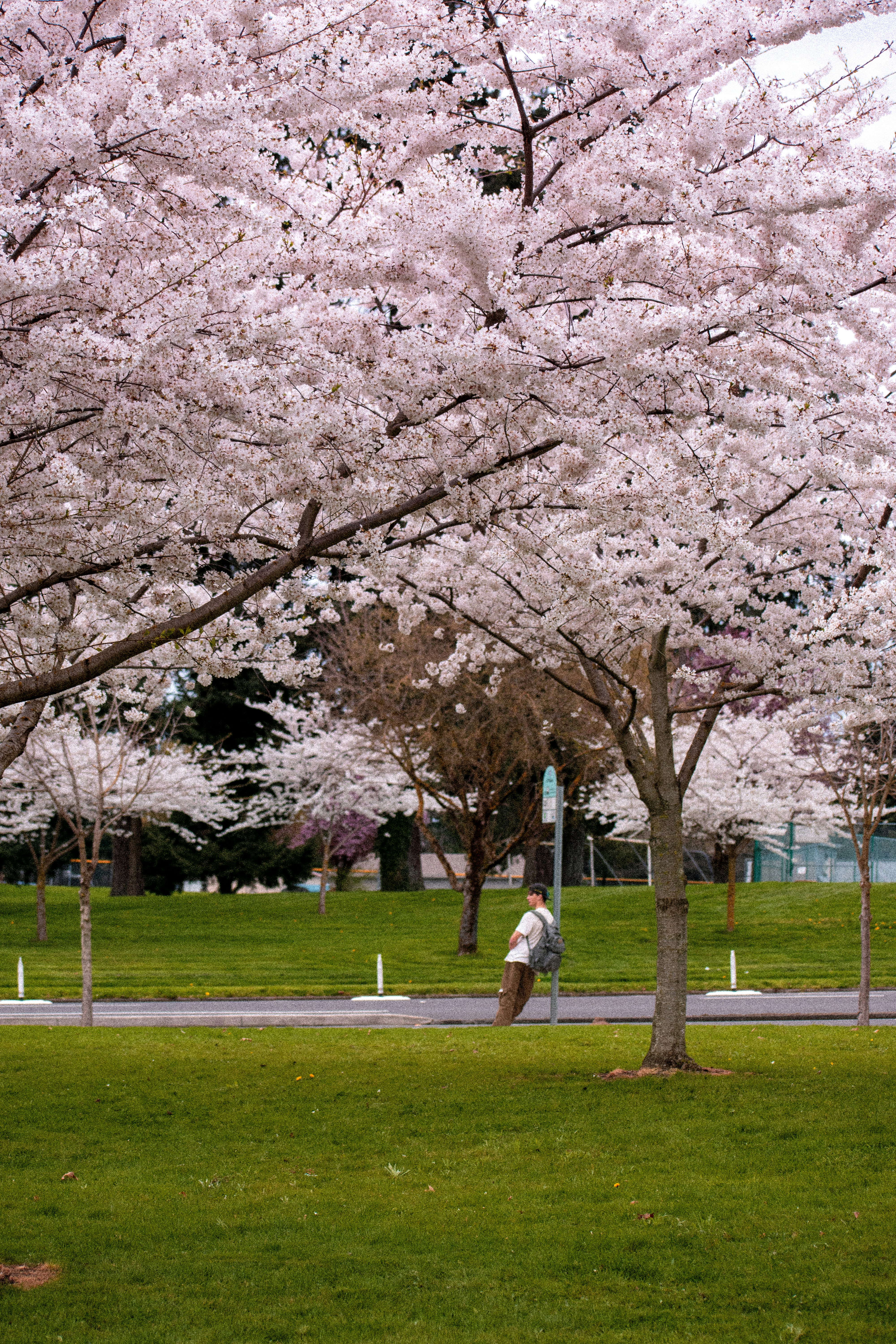 Cherry Blossom Archivist: A lone walker under pink bloom