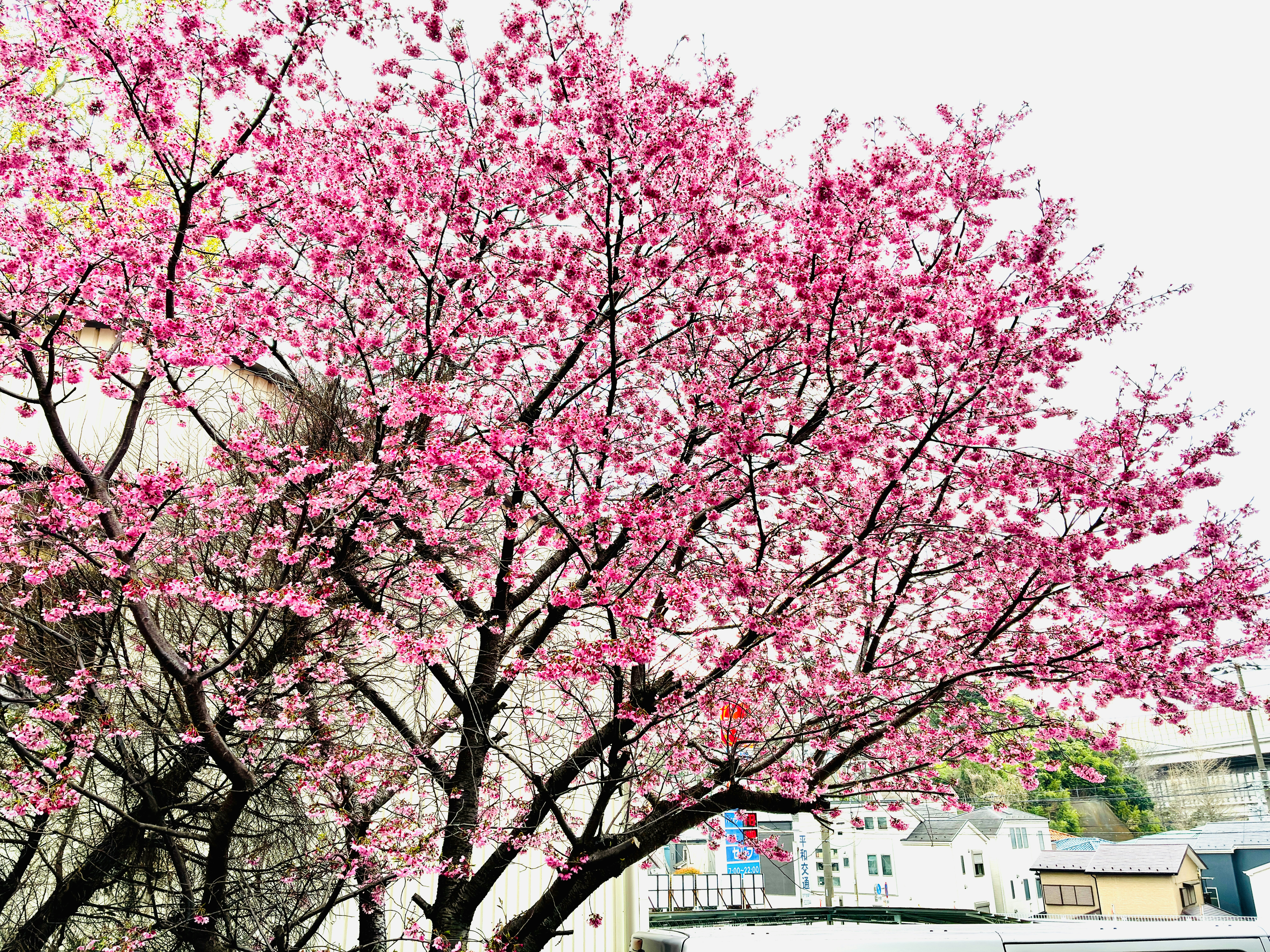 Blossoming Canopy Over a Quiet Street