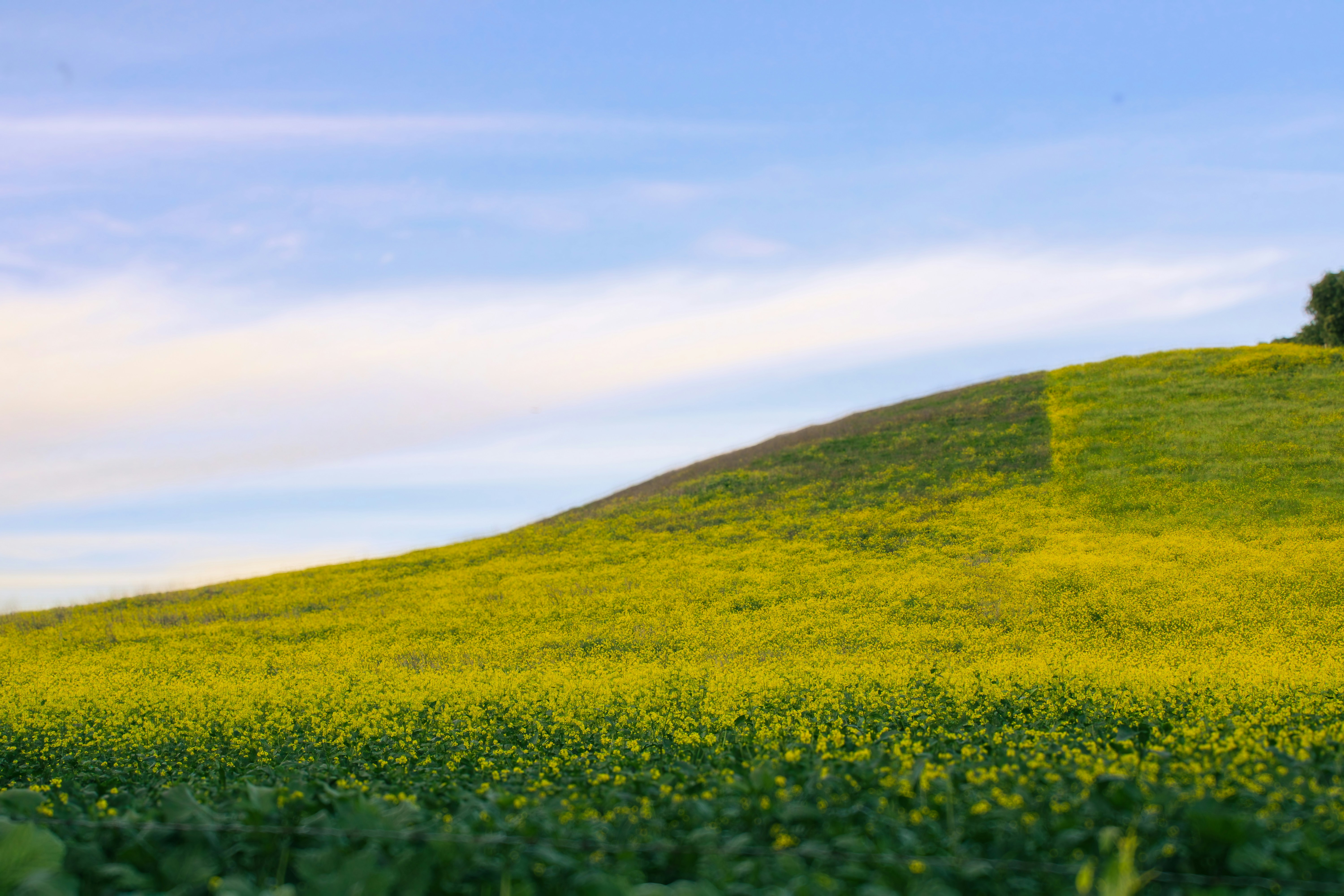 Golden Slope under a Quiet Sky