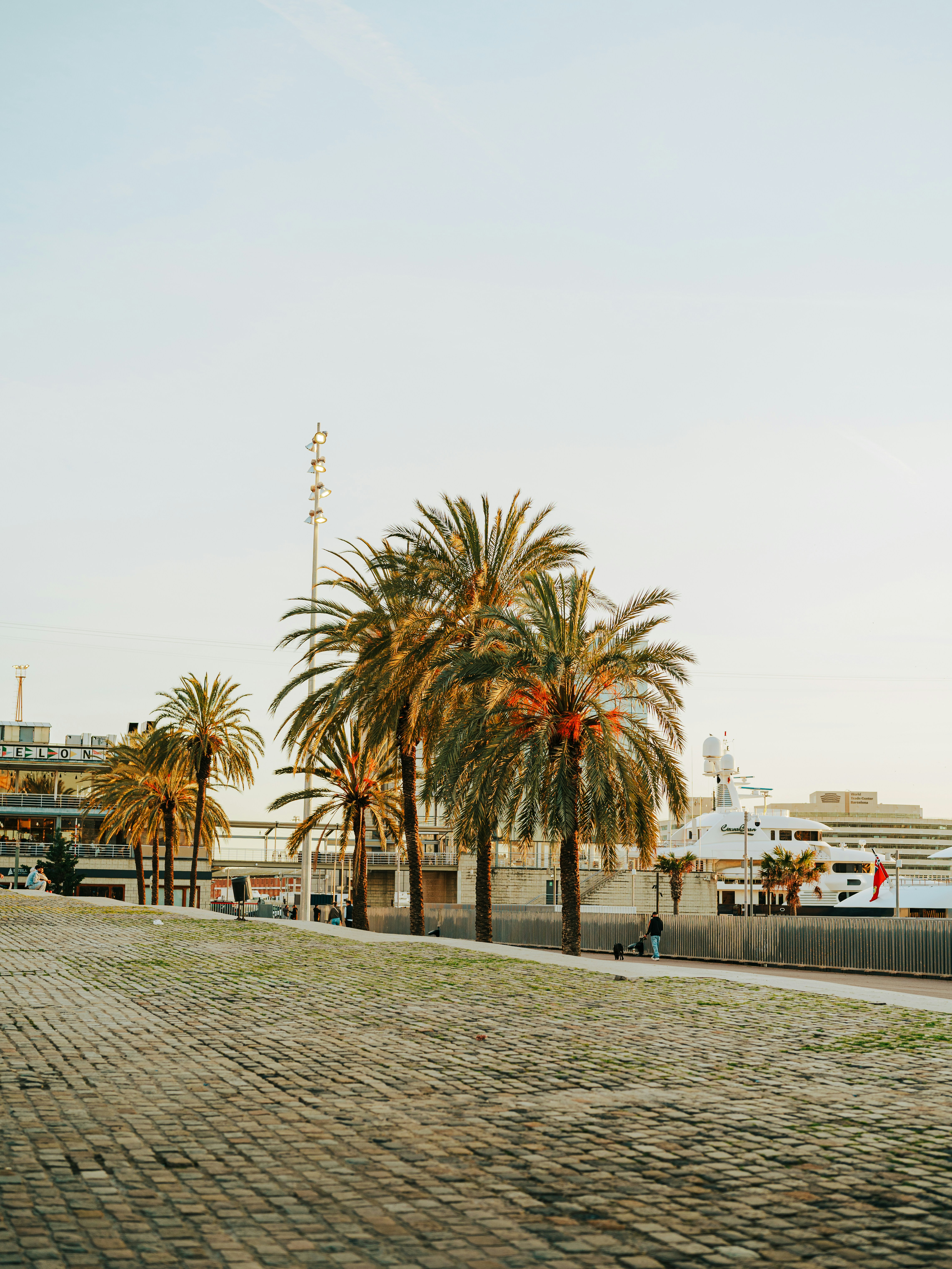 Palm-Row Promenade at Dusk