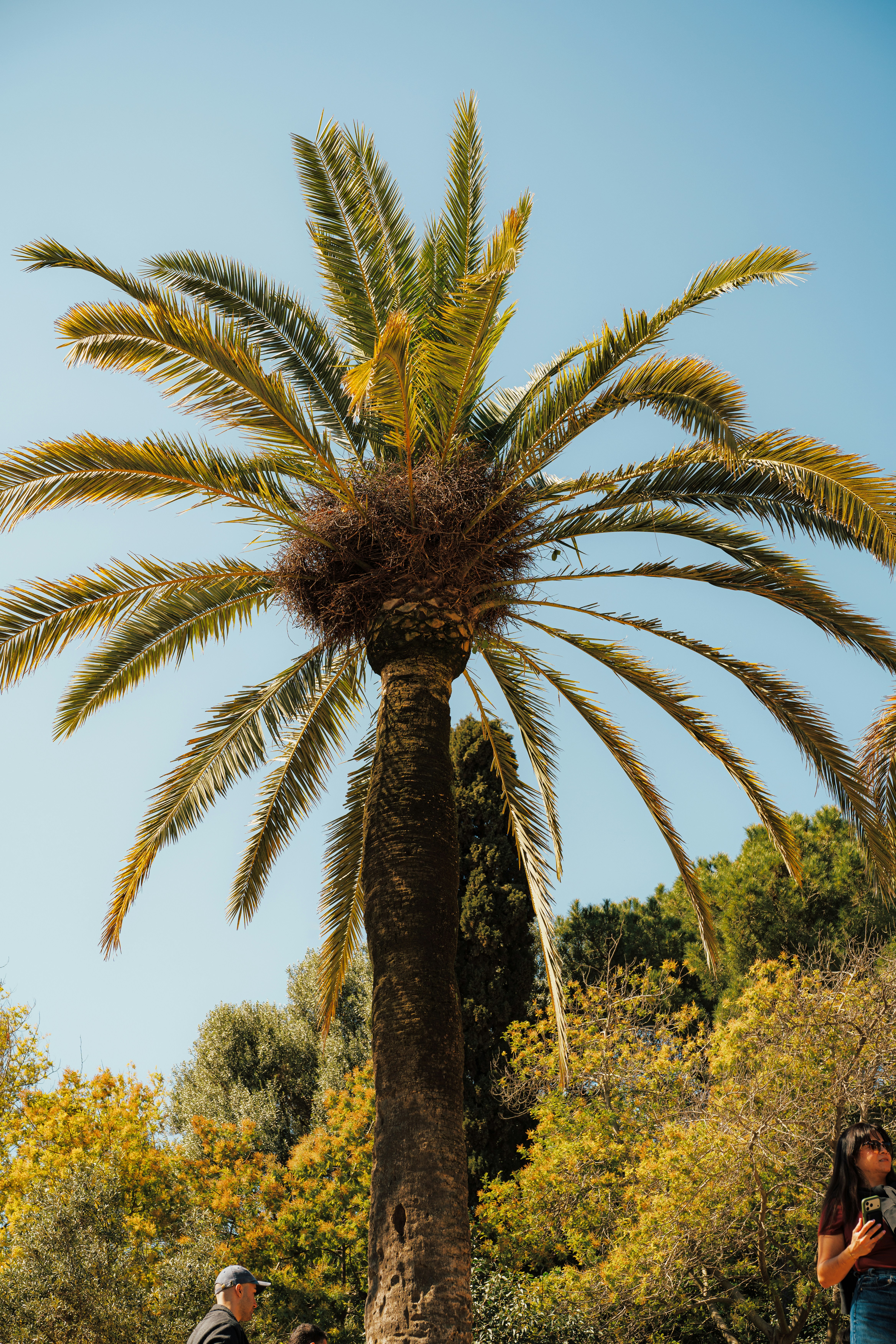Towering Palm Crown Against a Clear Blue Sky