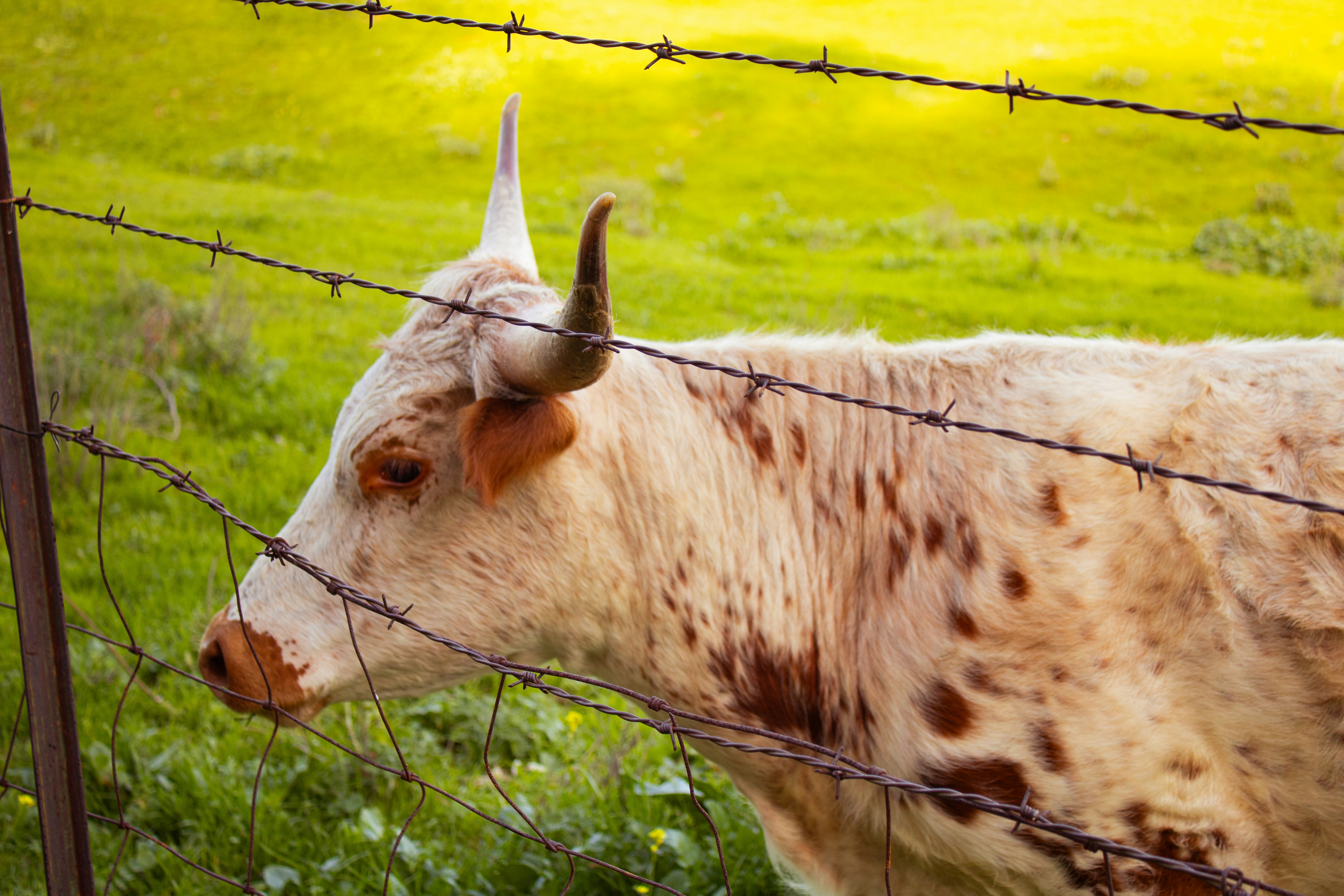 Pasturebound Gaze: A Horned Messenger Behind Barbed Lines