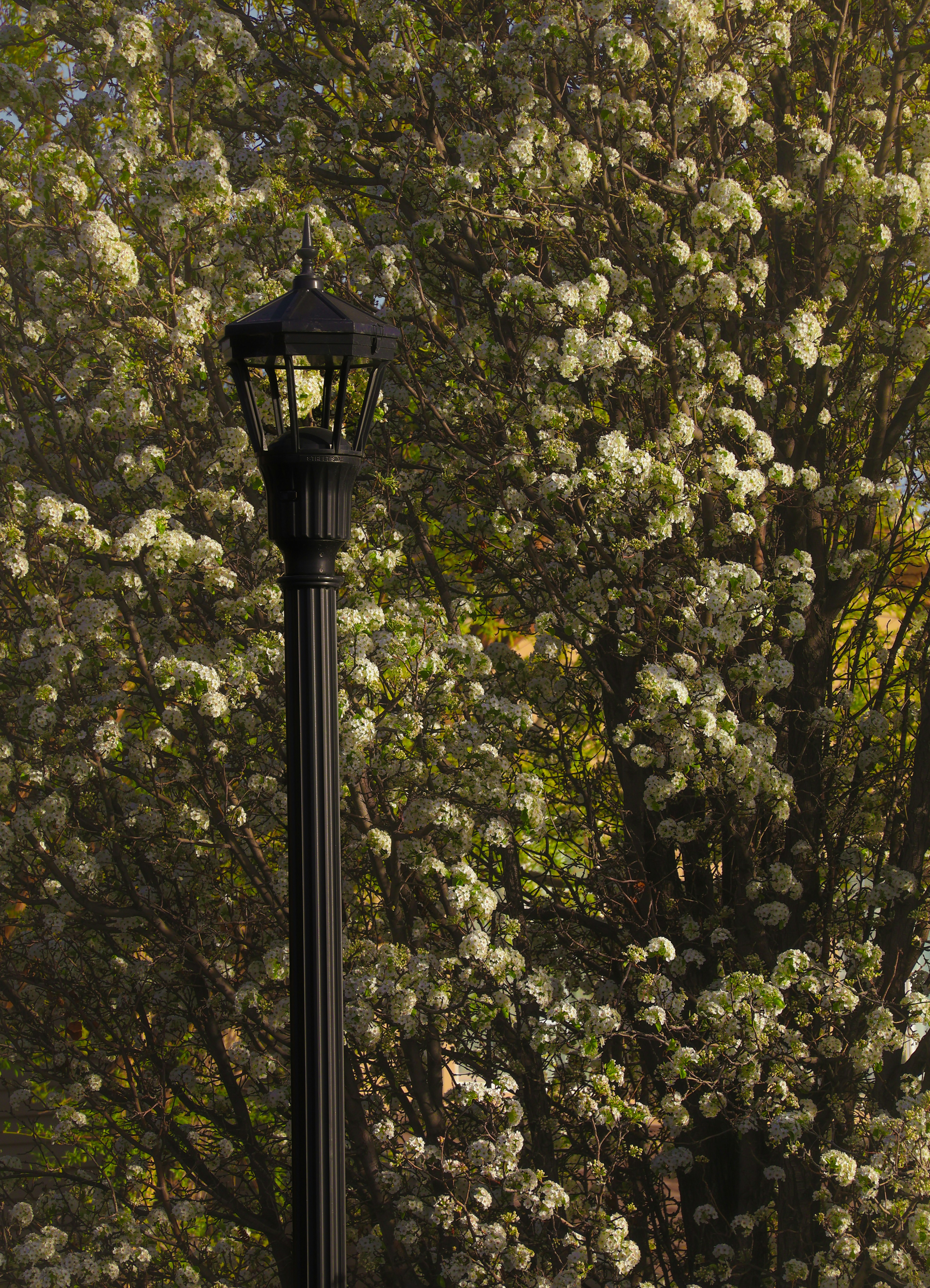 Luminous Lantern Amid White Blooms