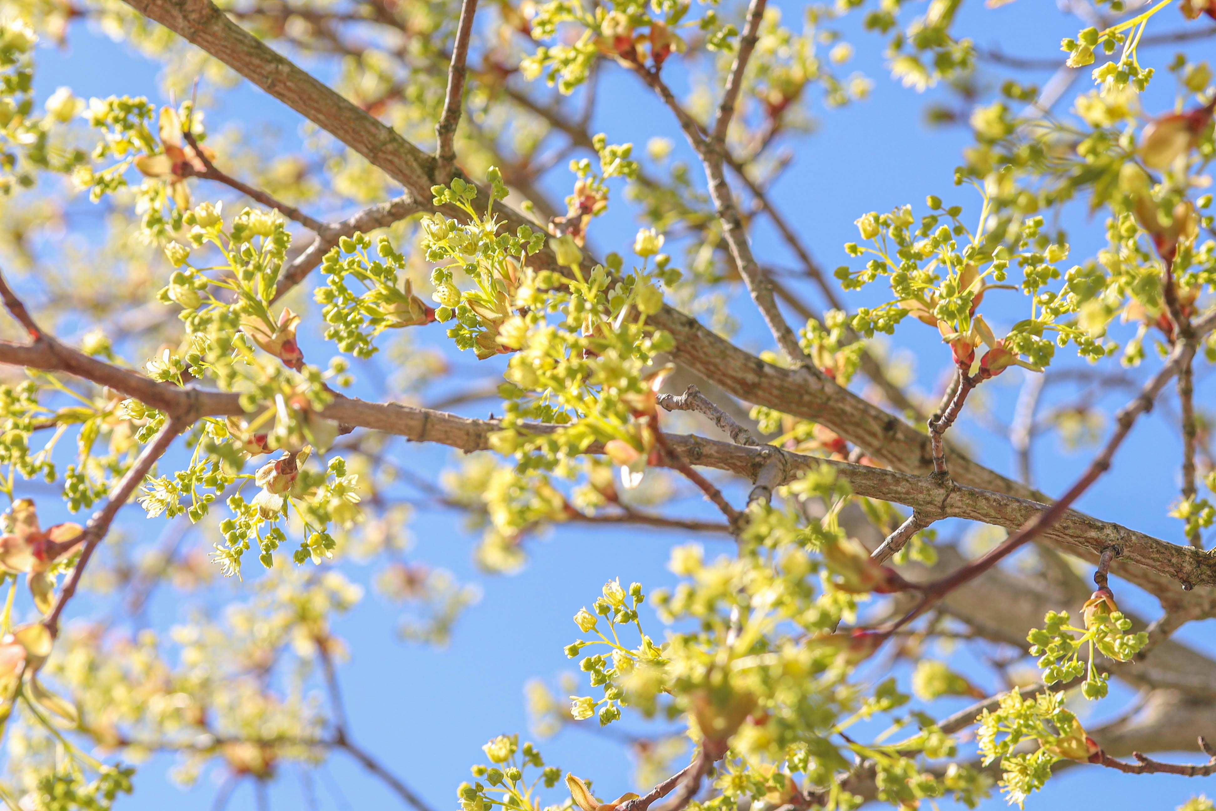 Bright Sprigs Against a Clear Blue Sky