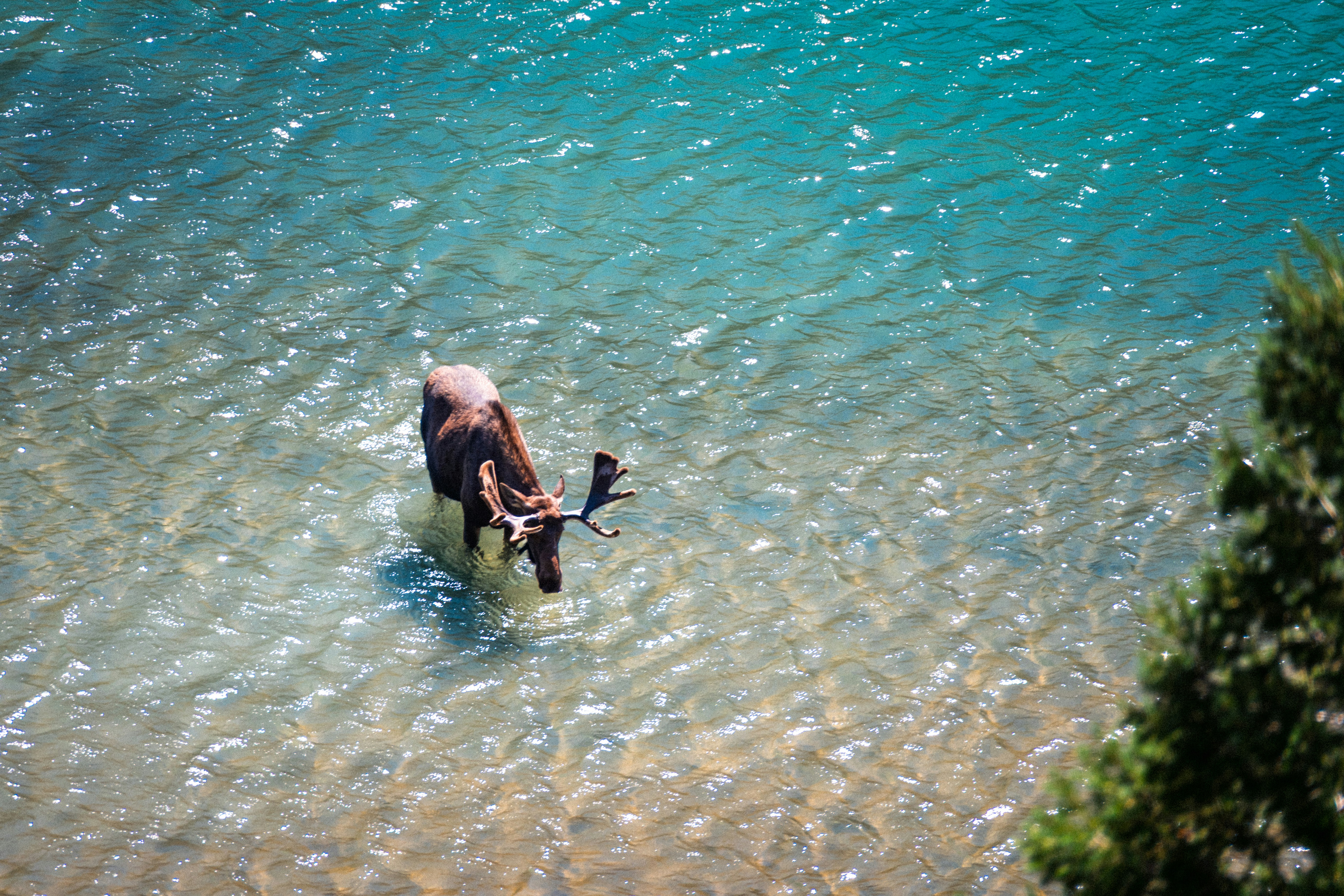 Dorsal Silhouette: A Moose in Turquoise Water