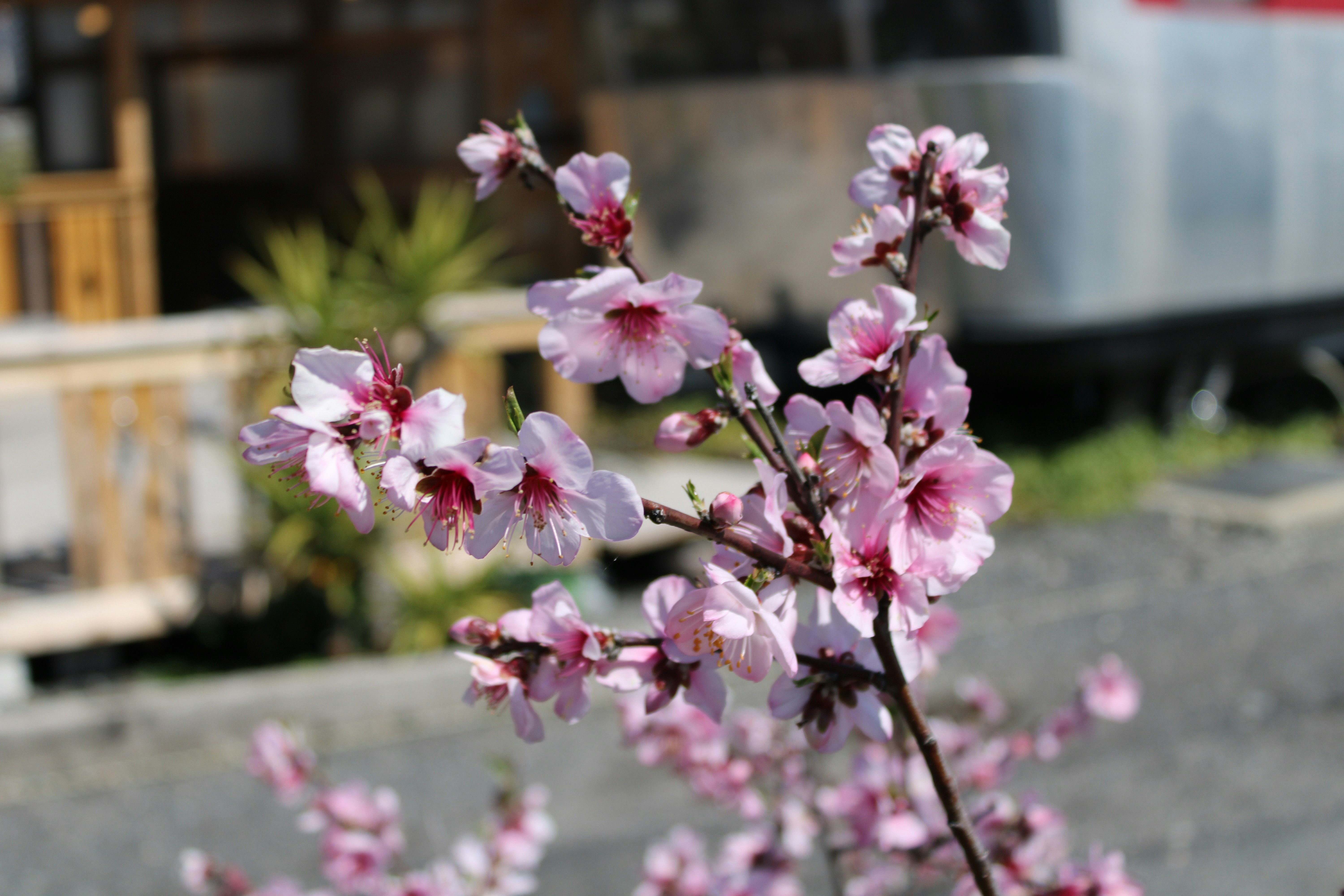 Pink blossoms in focus against an urban backdrop