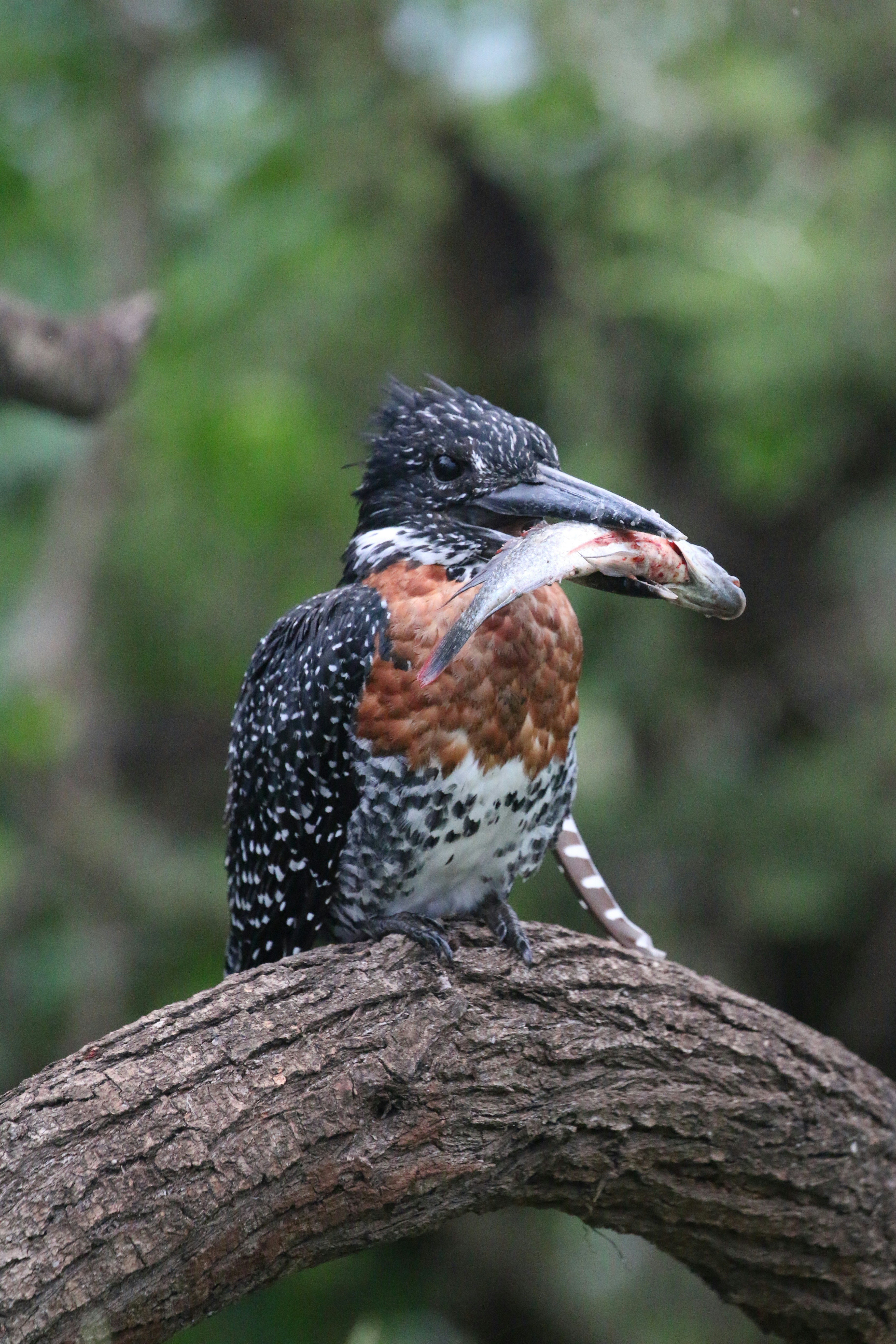 King of the Riverbank: Kingfisher with a Salmon Trophy