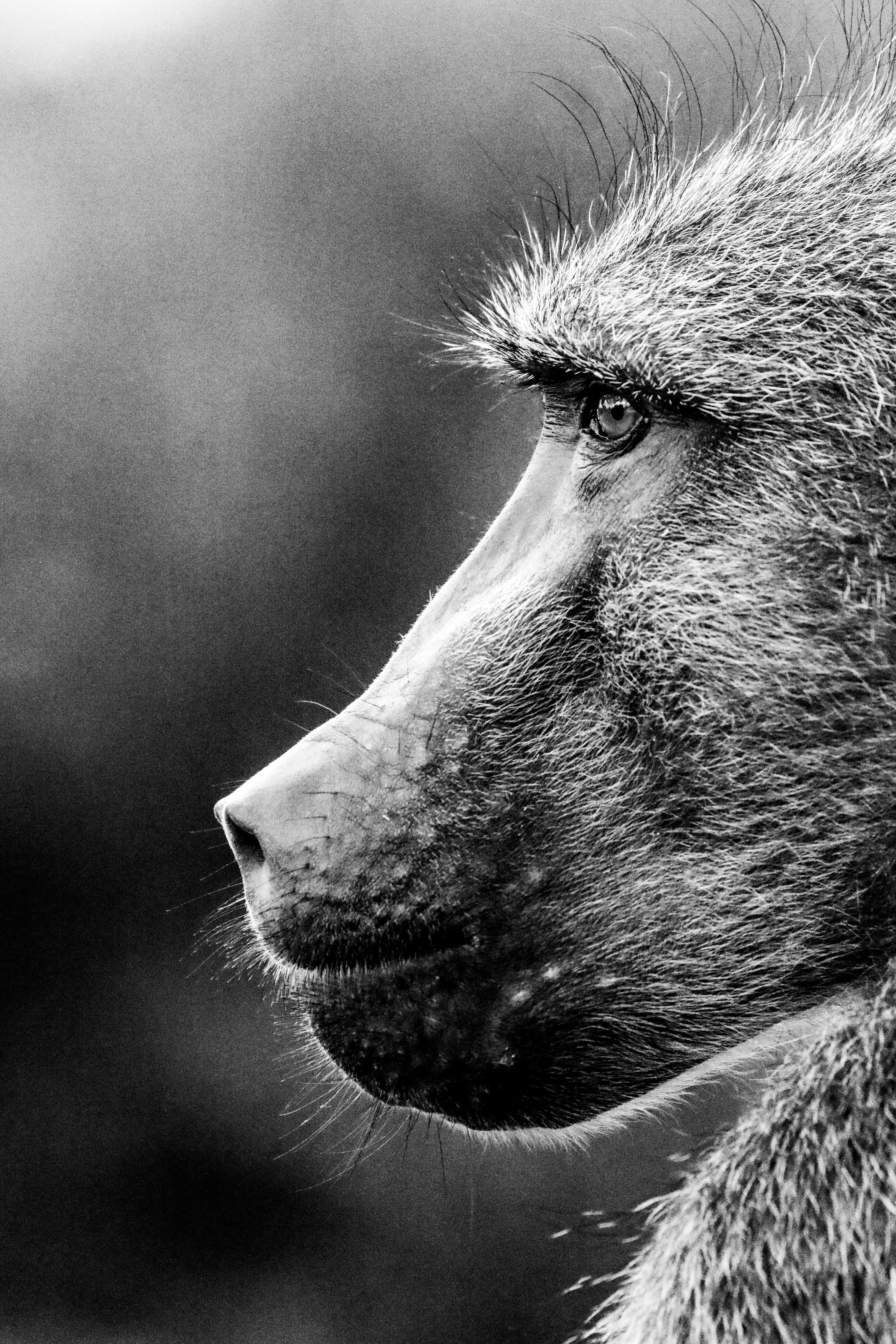 Profile in Fur: A Primed Portrait of a Mandrill in Monochrome