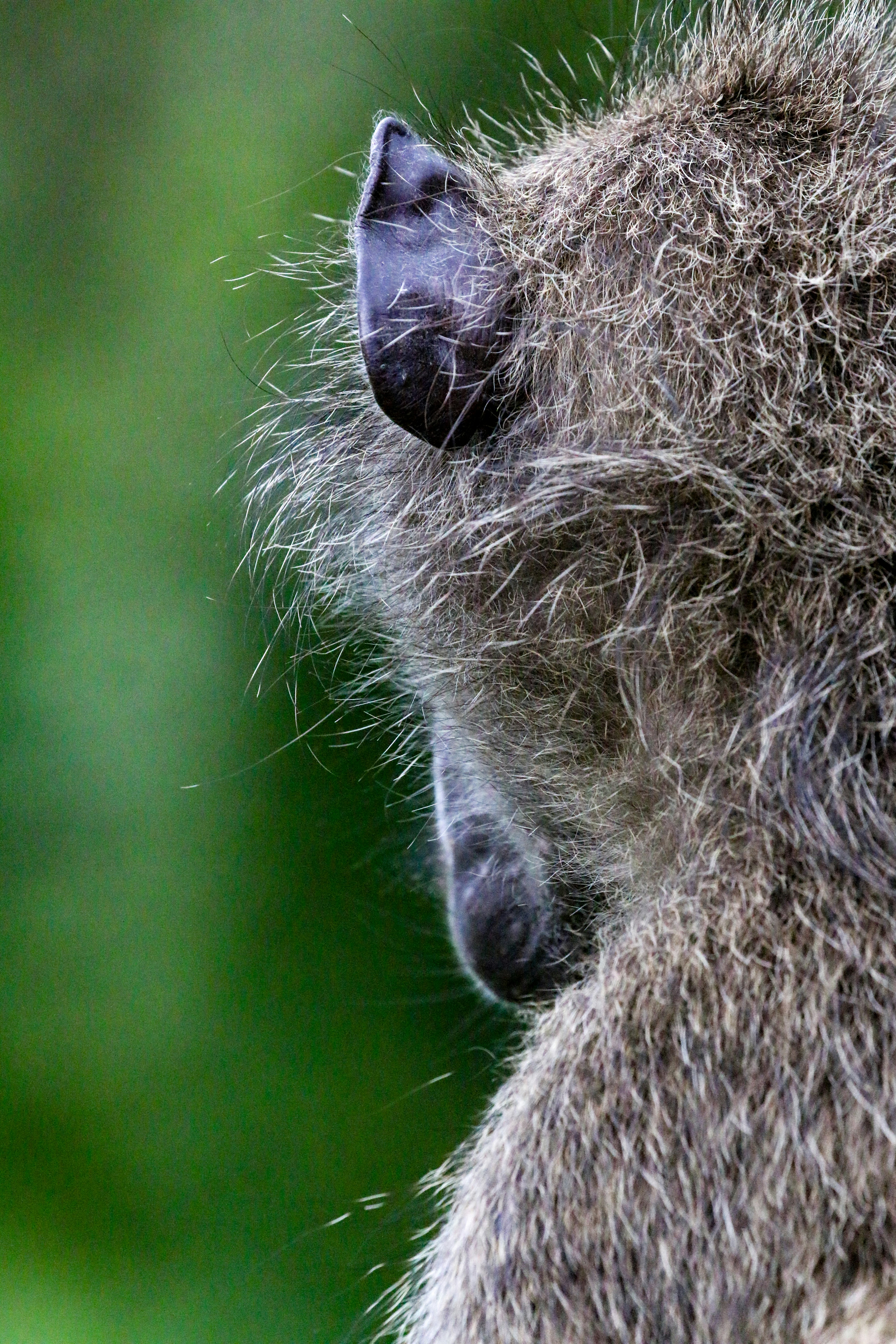Close-up of a fur-fringed ear on a primate silhouette