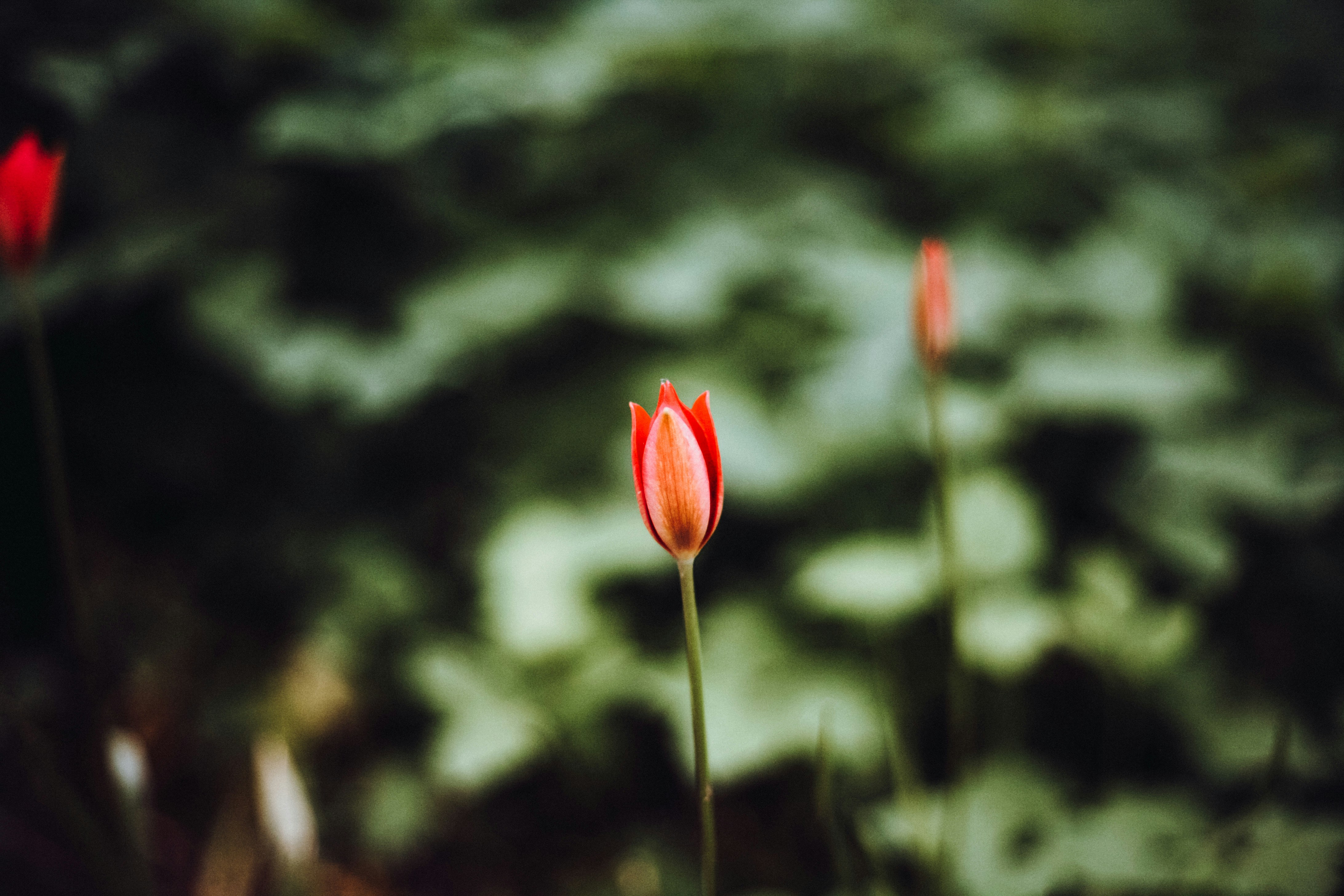 Centered Tulip in Soft-Focus Garden Glow