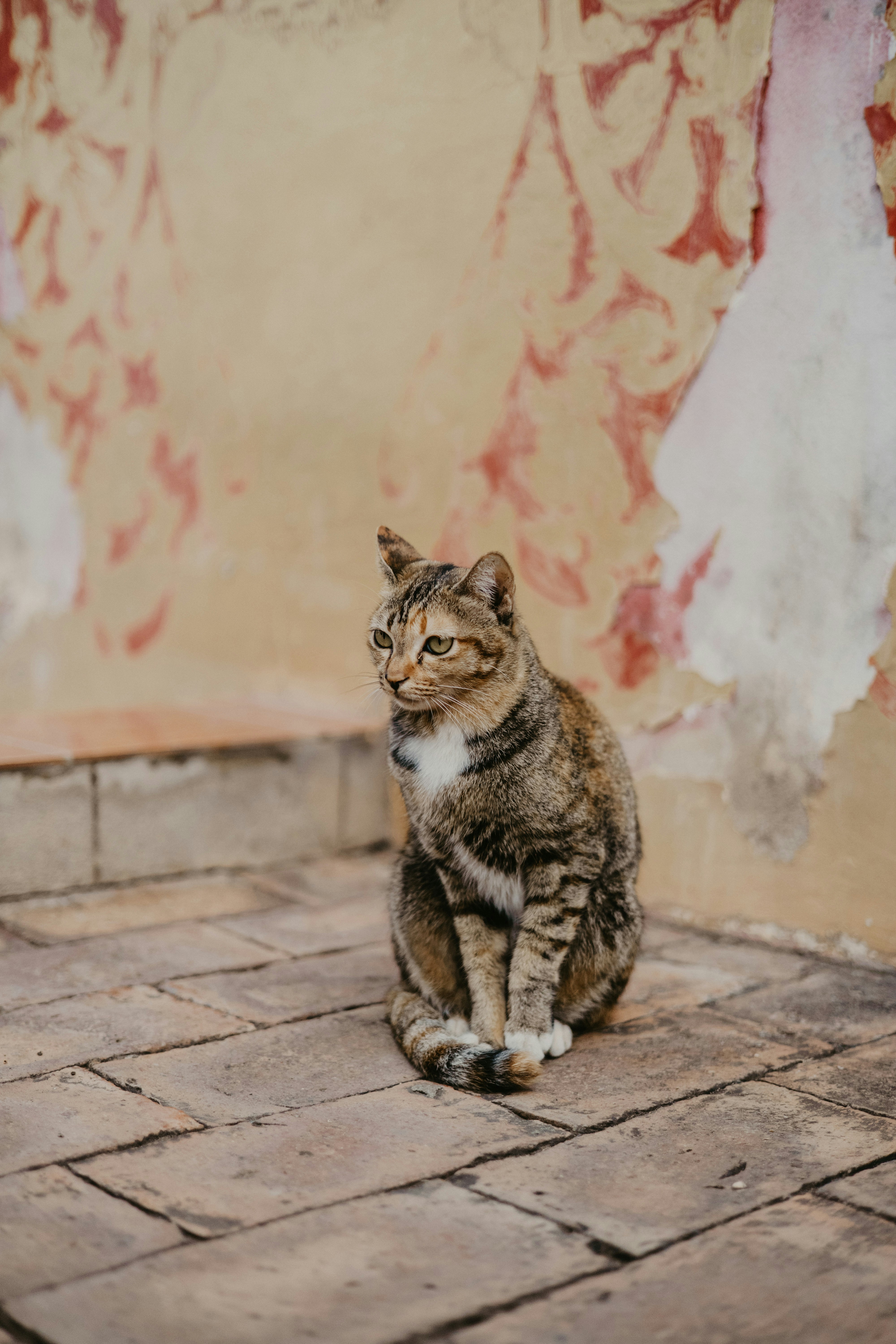 Curious Cat in a Worn-Walld Terrace