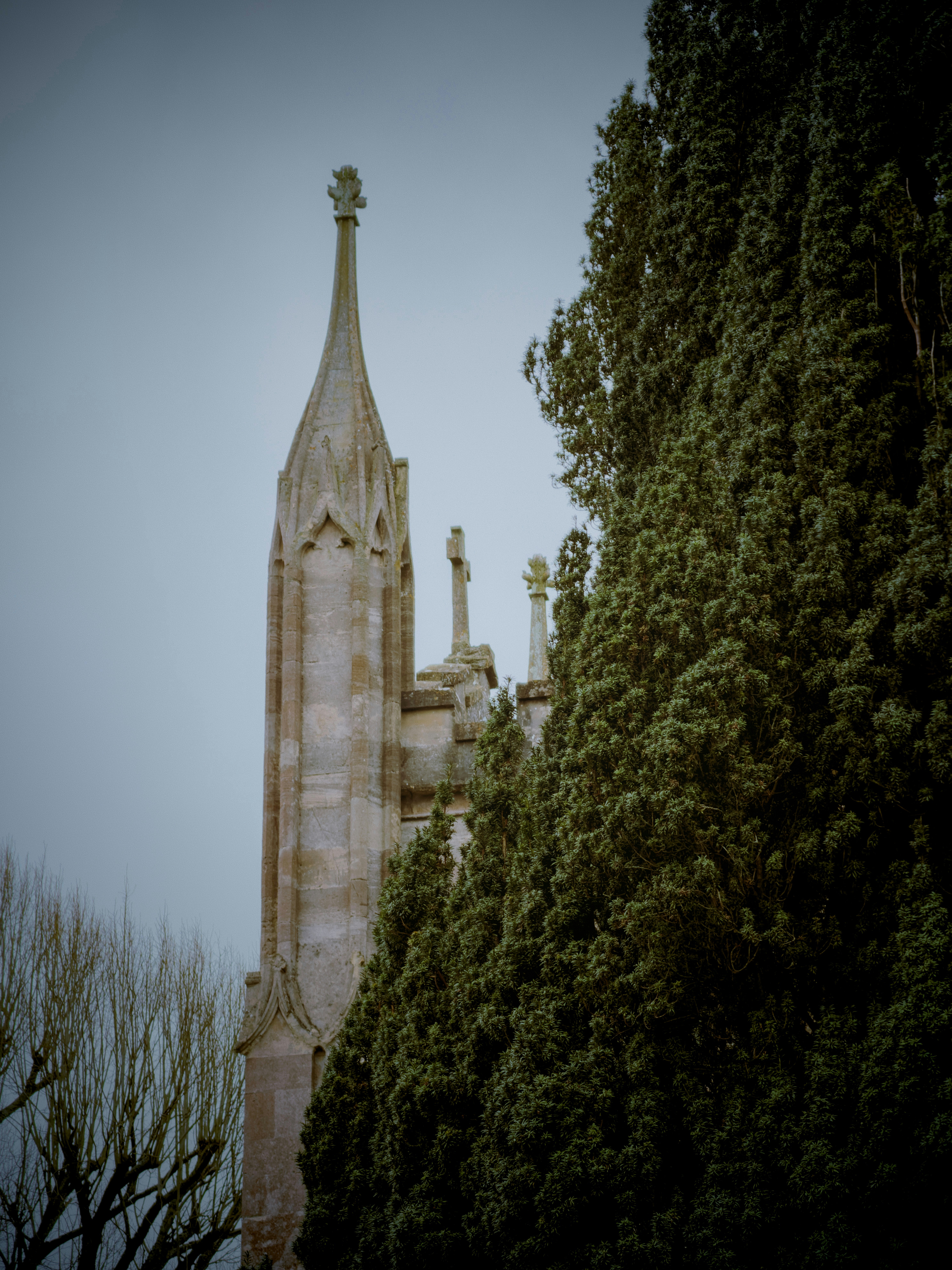 Gothic Spire Looming Over Tall Foliage