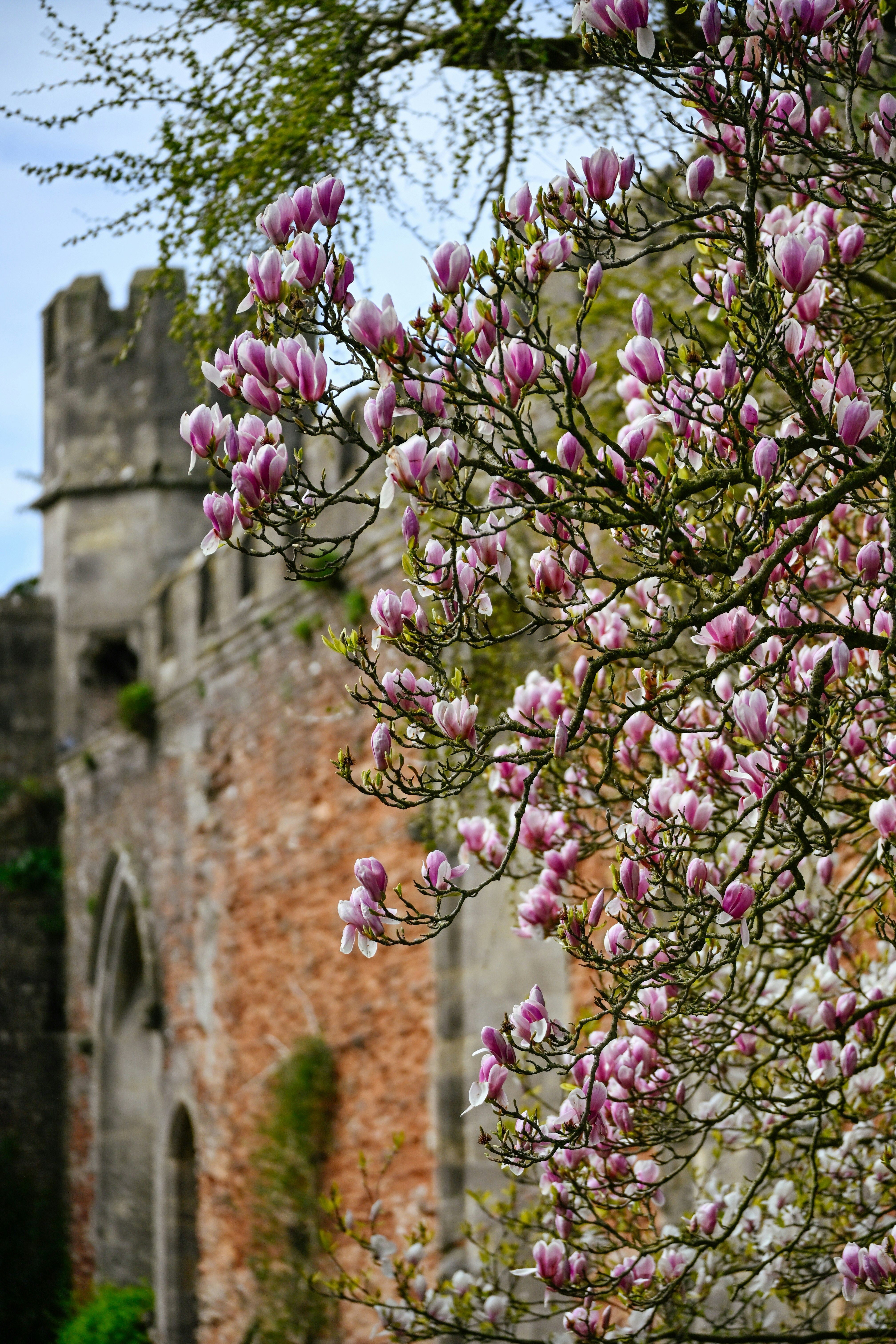 Blush Petals Framing an Ancient Stone Arch