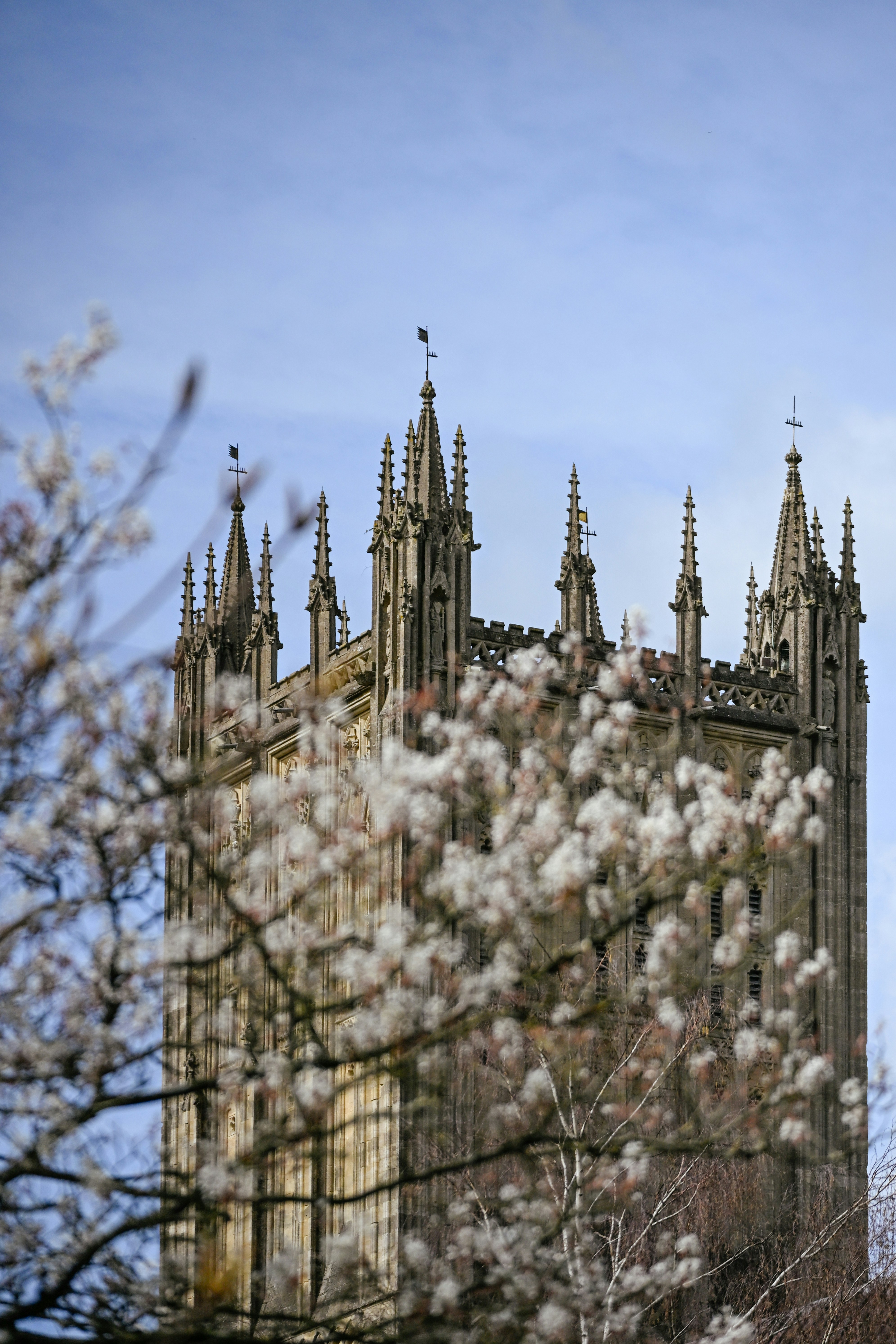 Blossoms Veiling a Gothic Spire