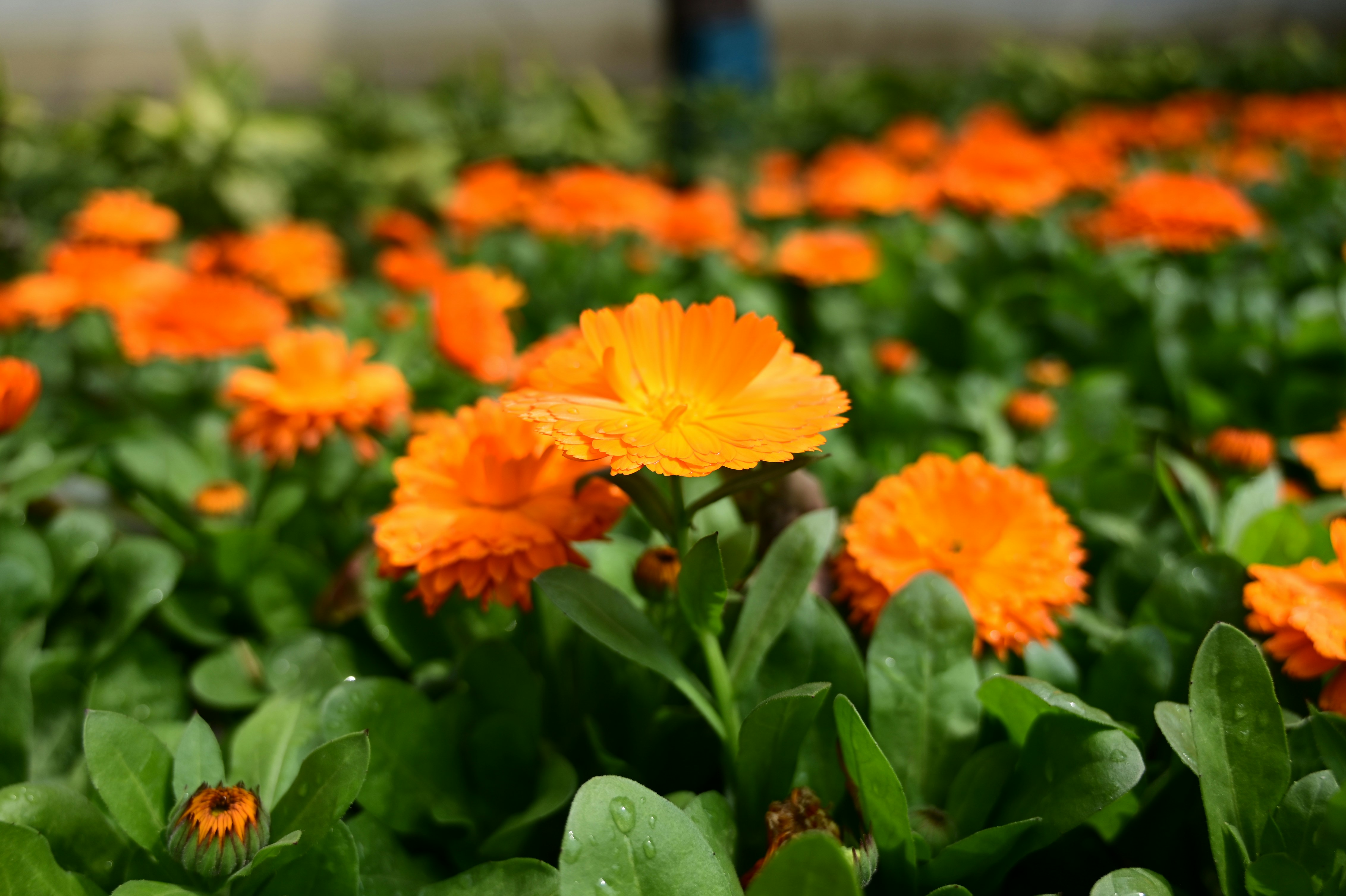 Central Orange Blossom: A Sunlit Burst Among Green Leaves