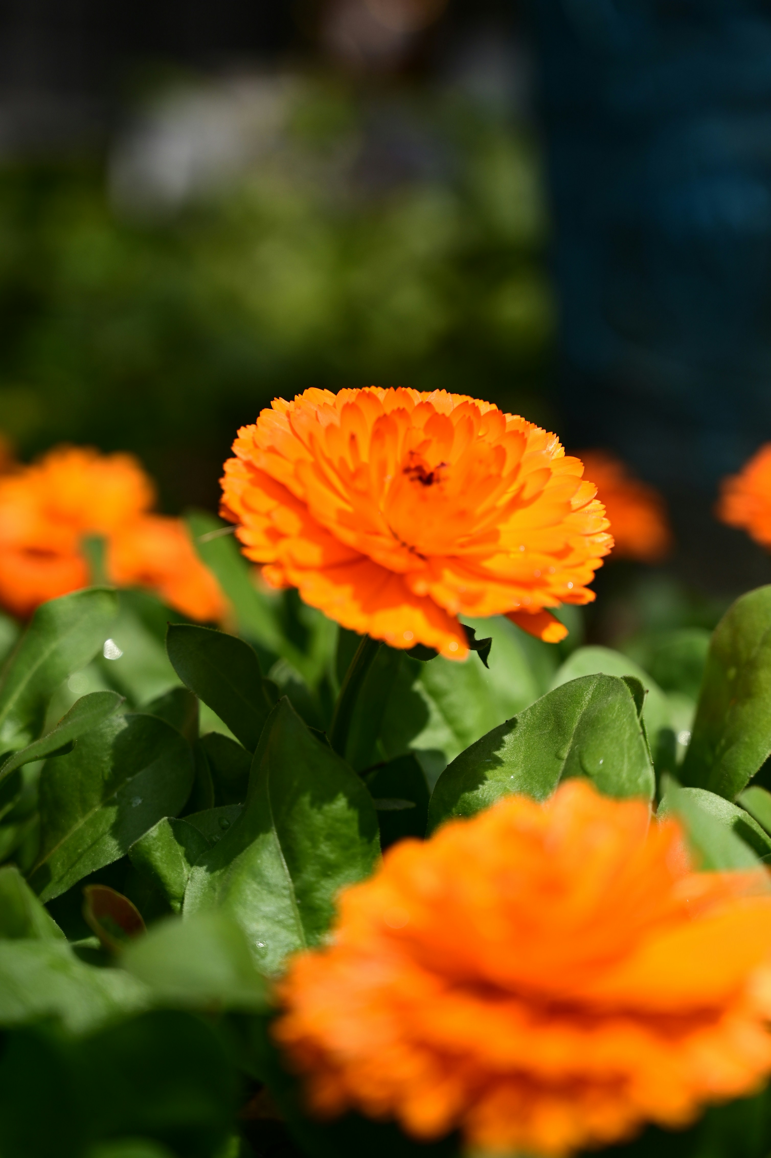 Fiery Blossom Crown: A Close-Up of Orange Marigolds in Sunlit Garden