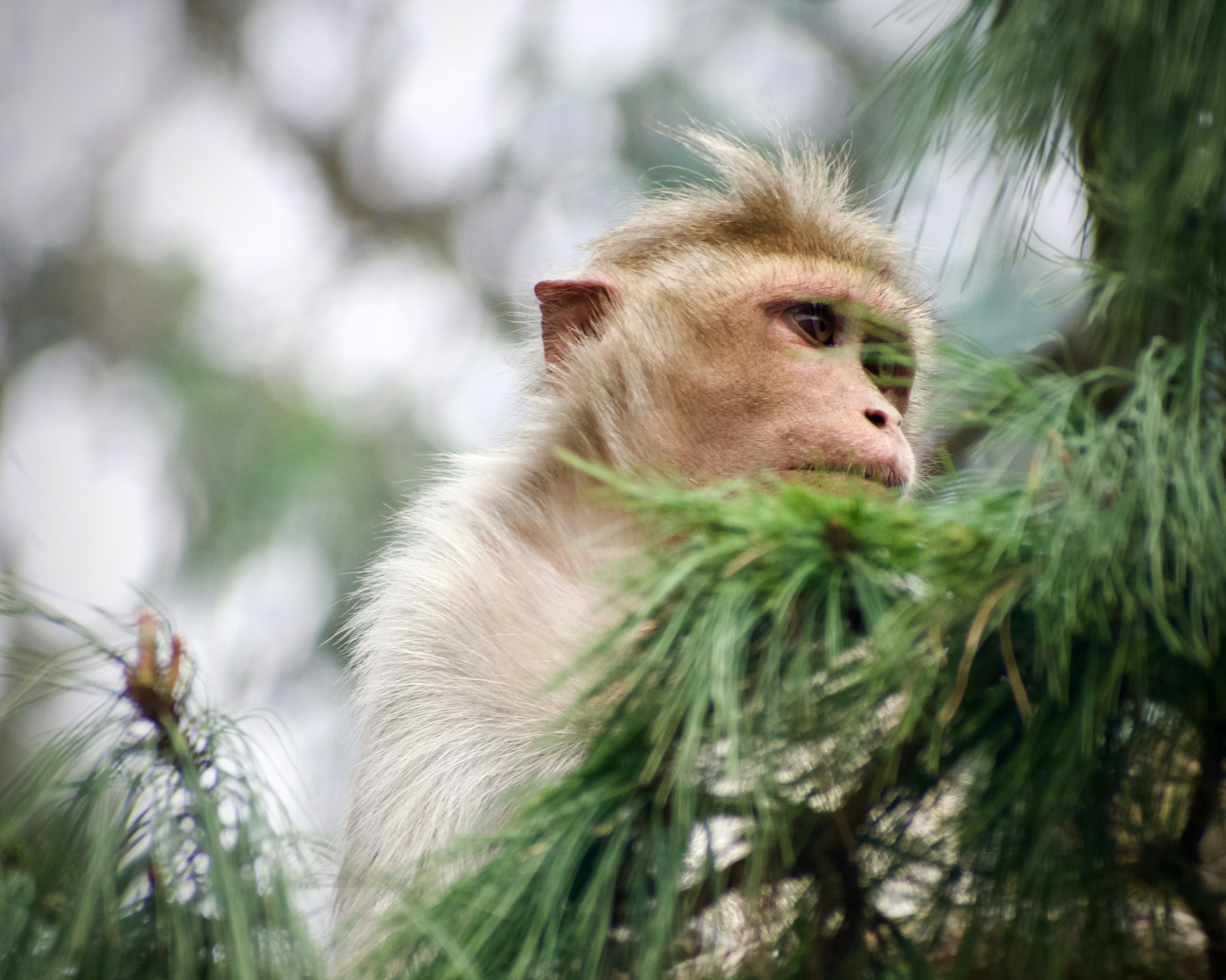 Curious Monkeyscale: A Highlander among Pine Needles