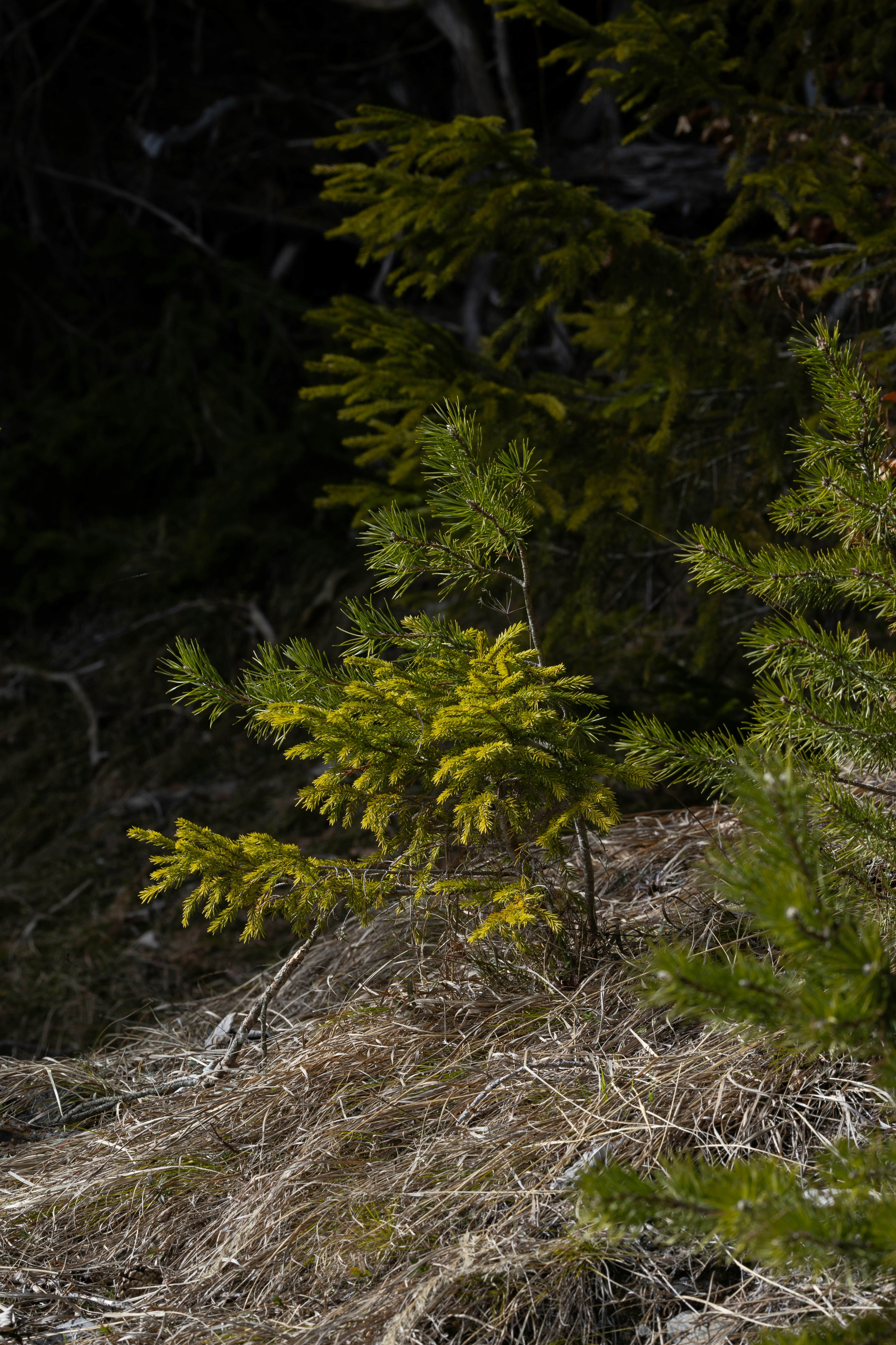 Amber-green Spruce Saplings in Dappled Forest Floor