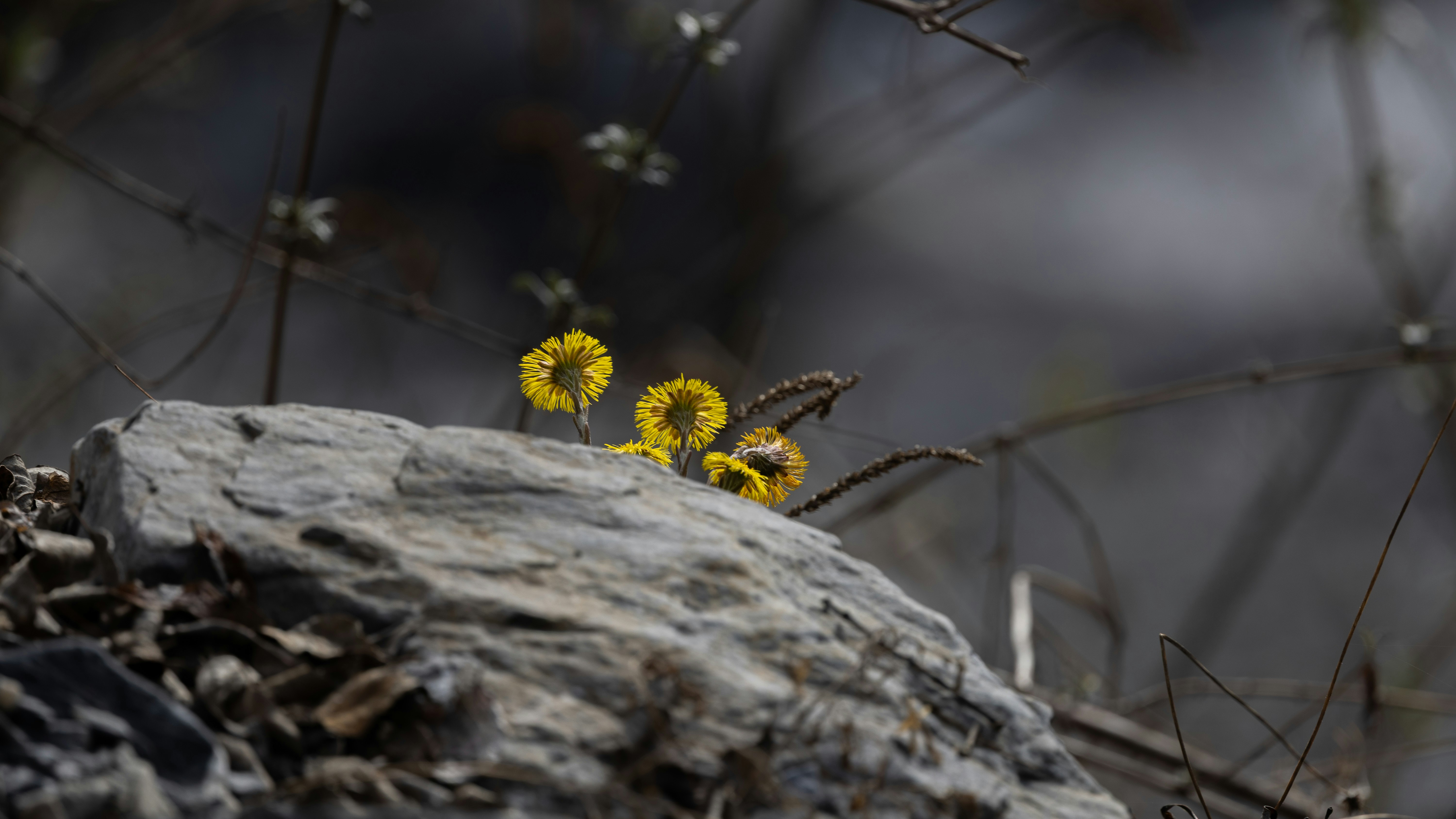 Deserted rock, bright companions: yellow blooms at the verge