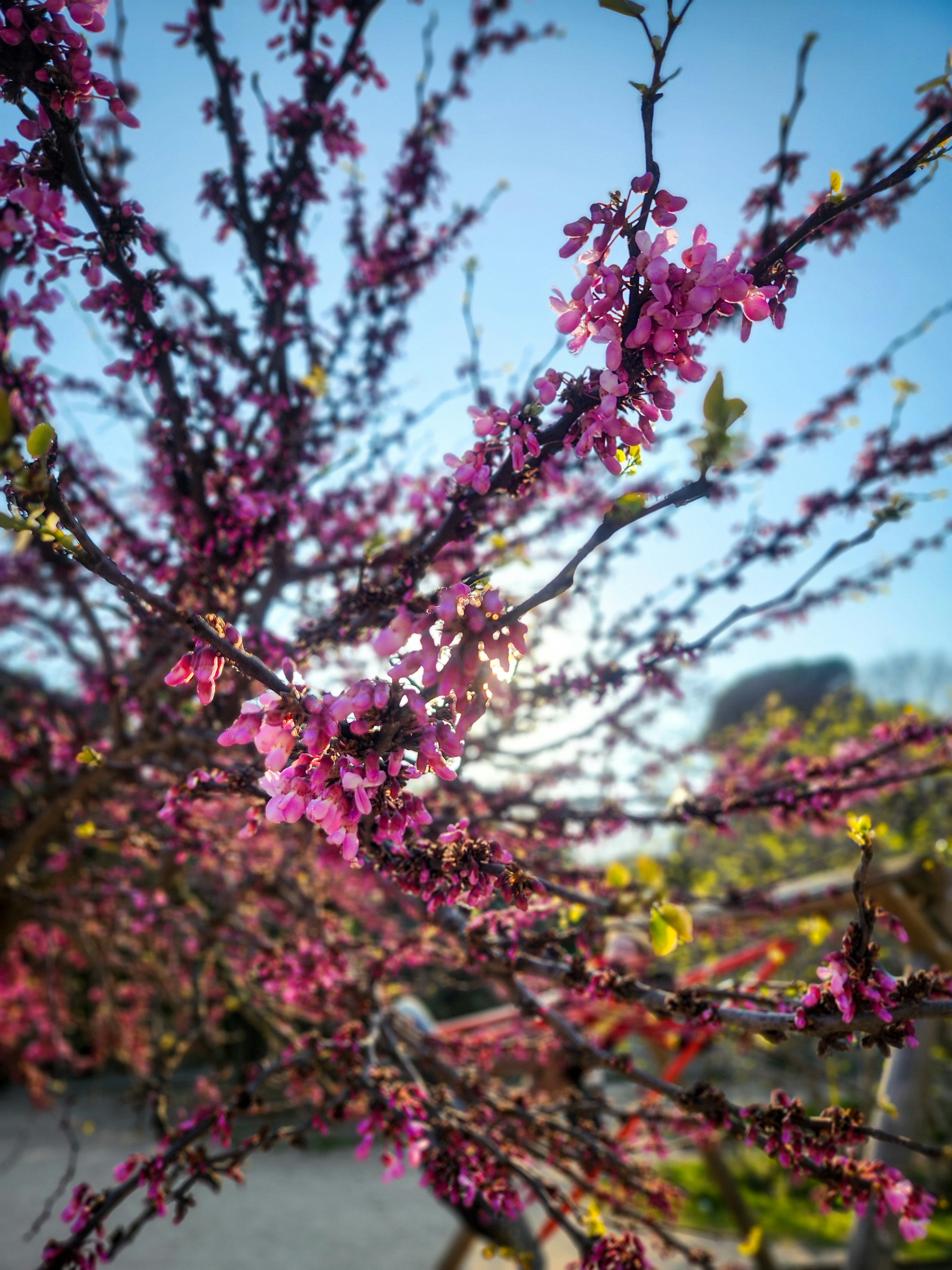 Blossoms in Focus: A Burst of Pink on Sunlit Branches
