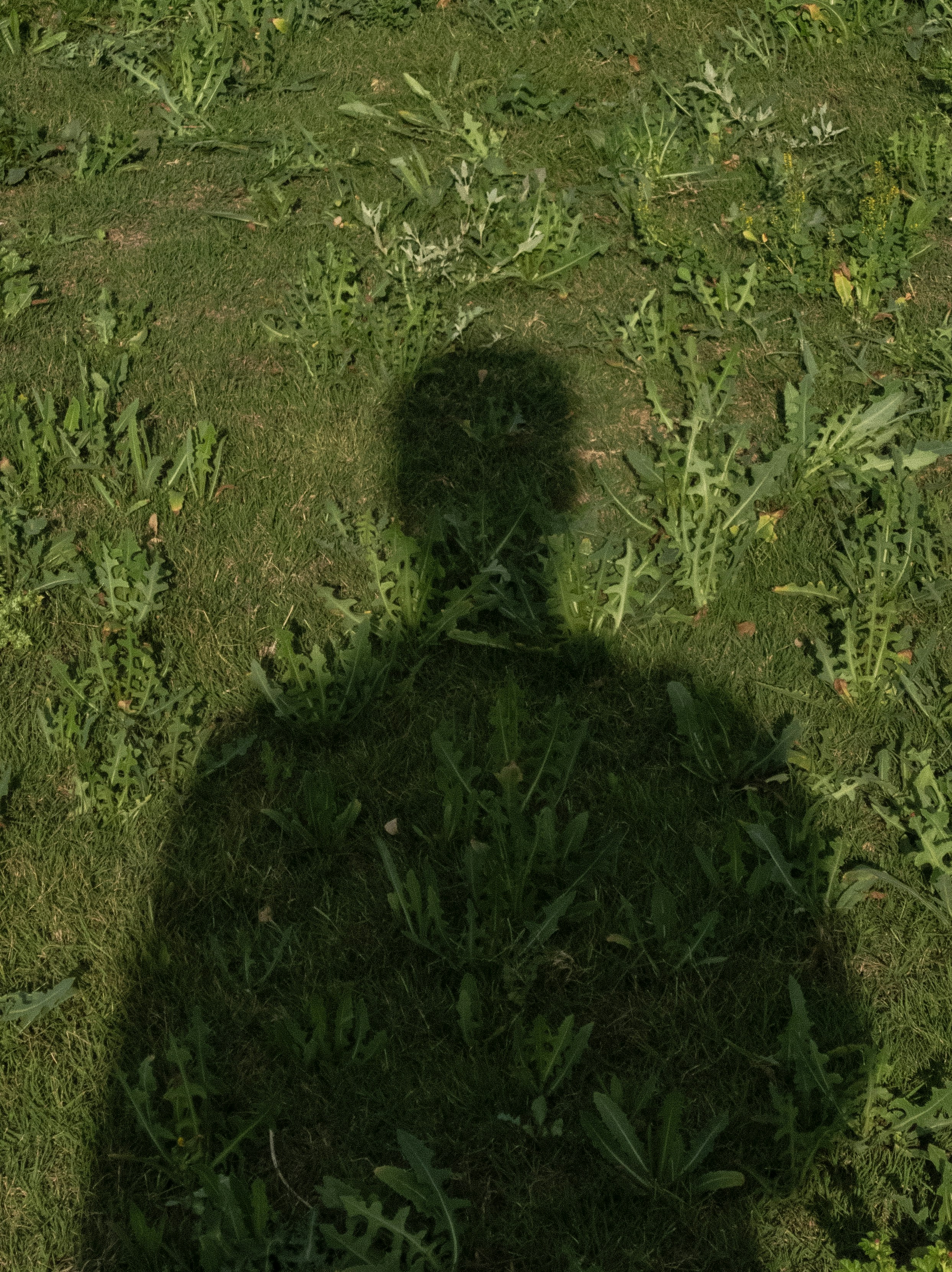 Shadow in the Grass: The Photographer's Silhouette Cast Across Green Lawn