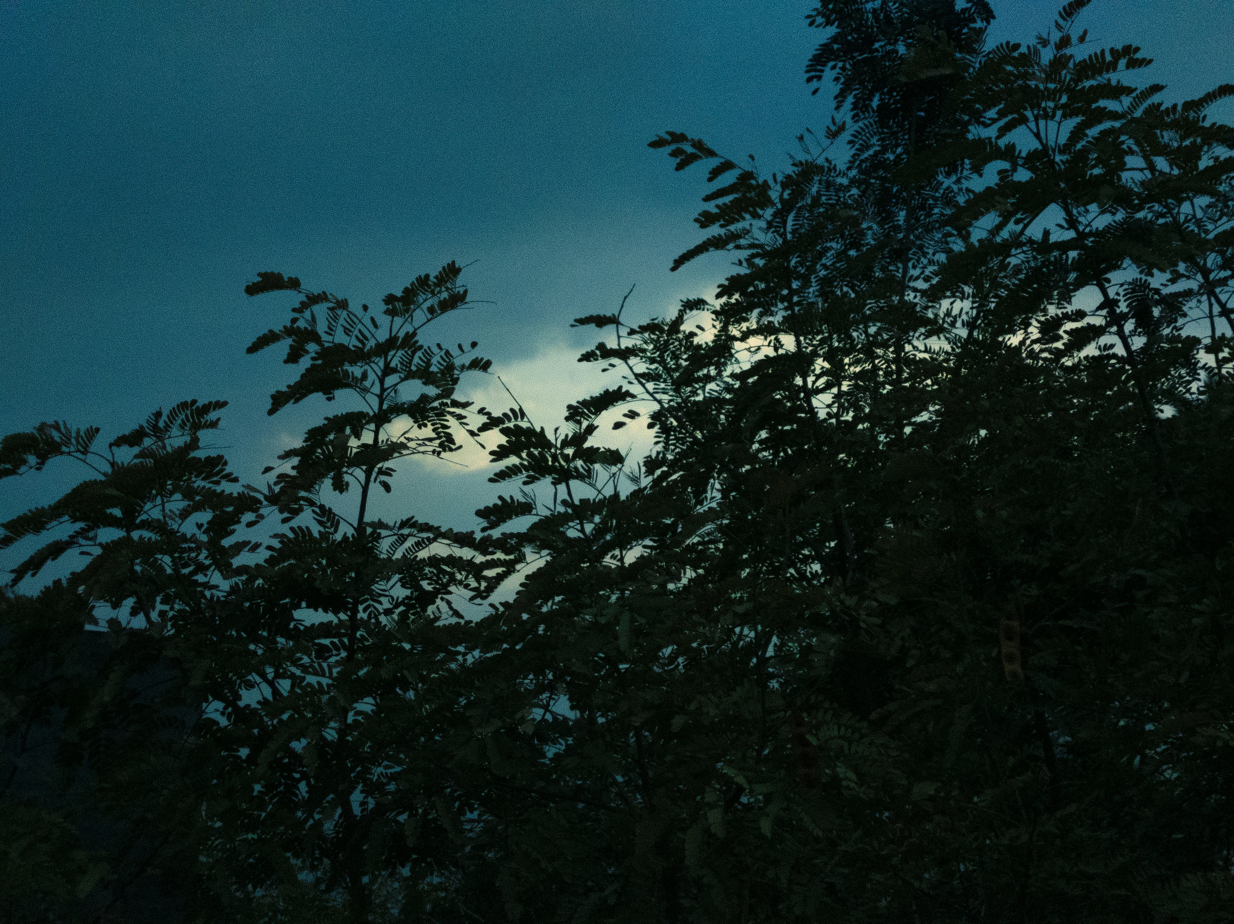 Moonlit Branches: Quiet Night Between Leaves