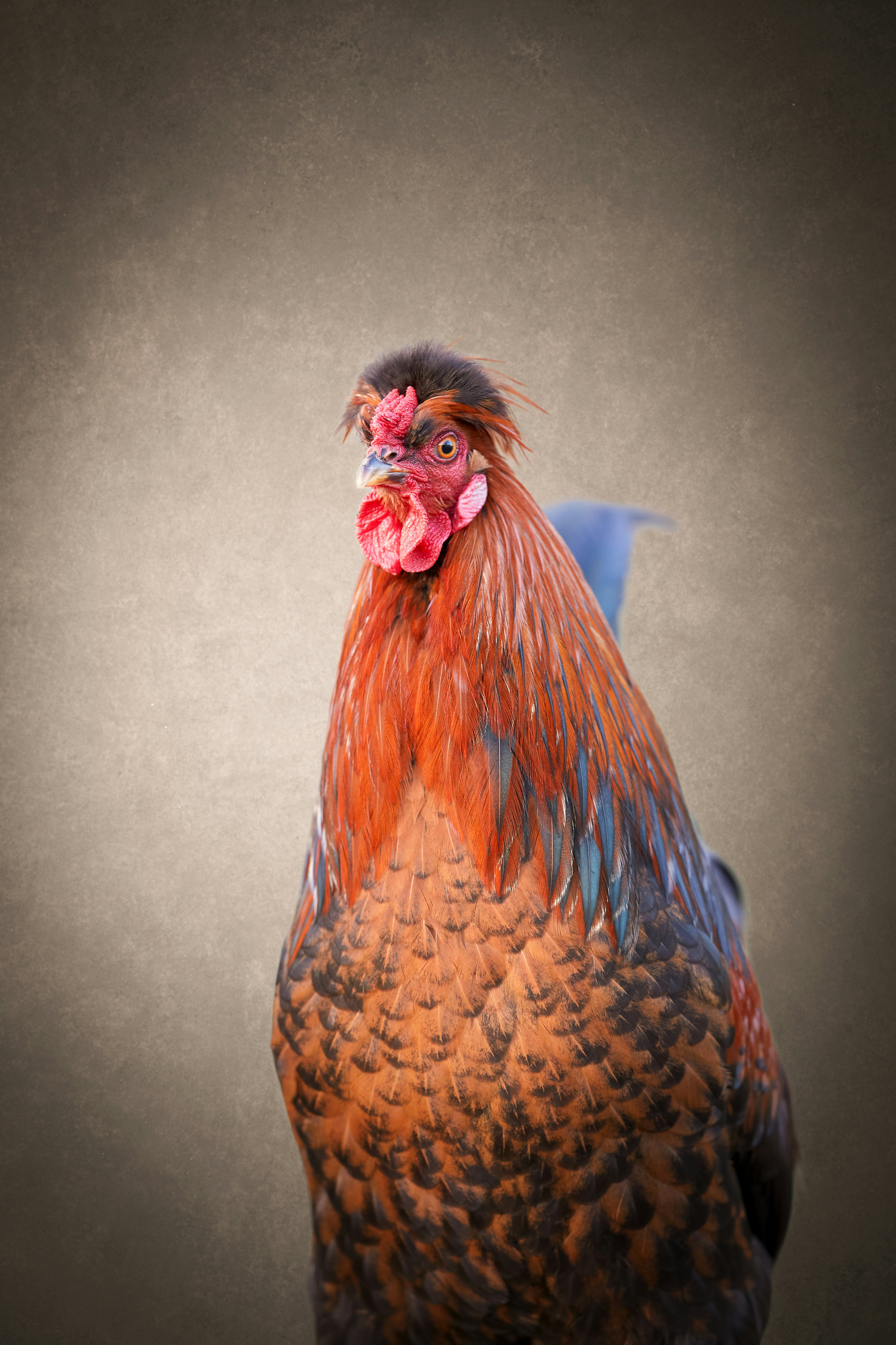 Regal Rooster Portrait: Crimson Crest Against a Velvet Backdrop