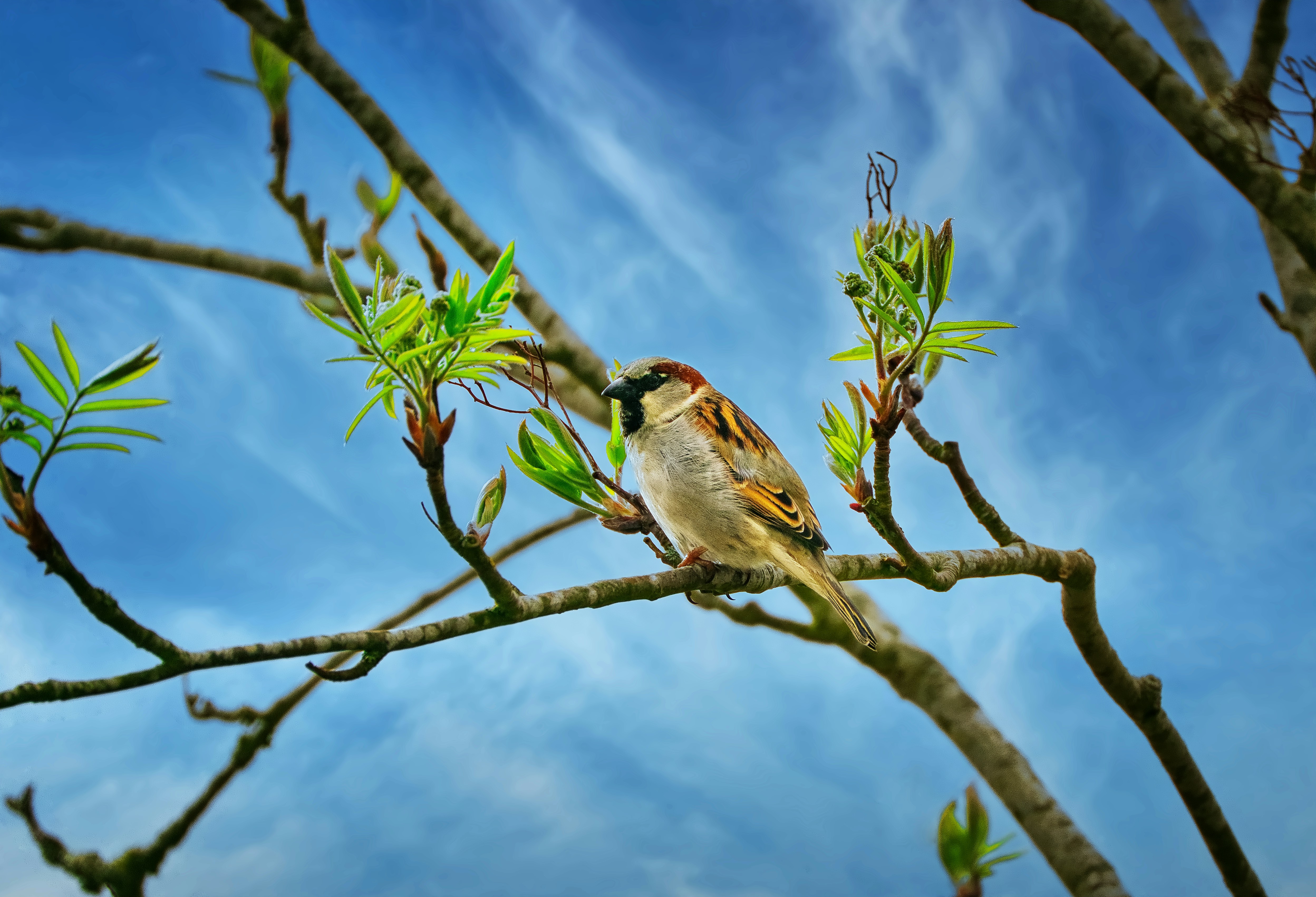 Perched Warbler Against a Porcelain Sky