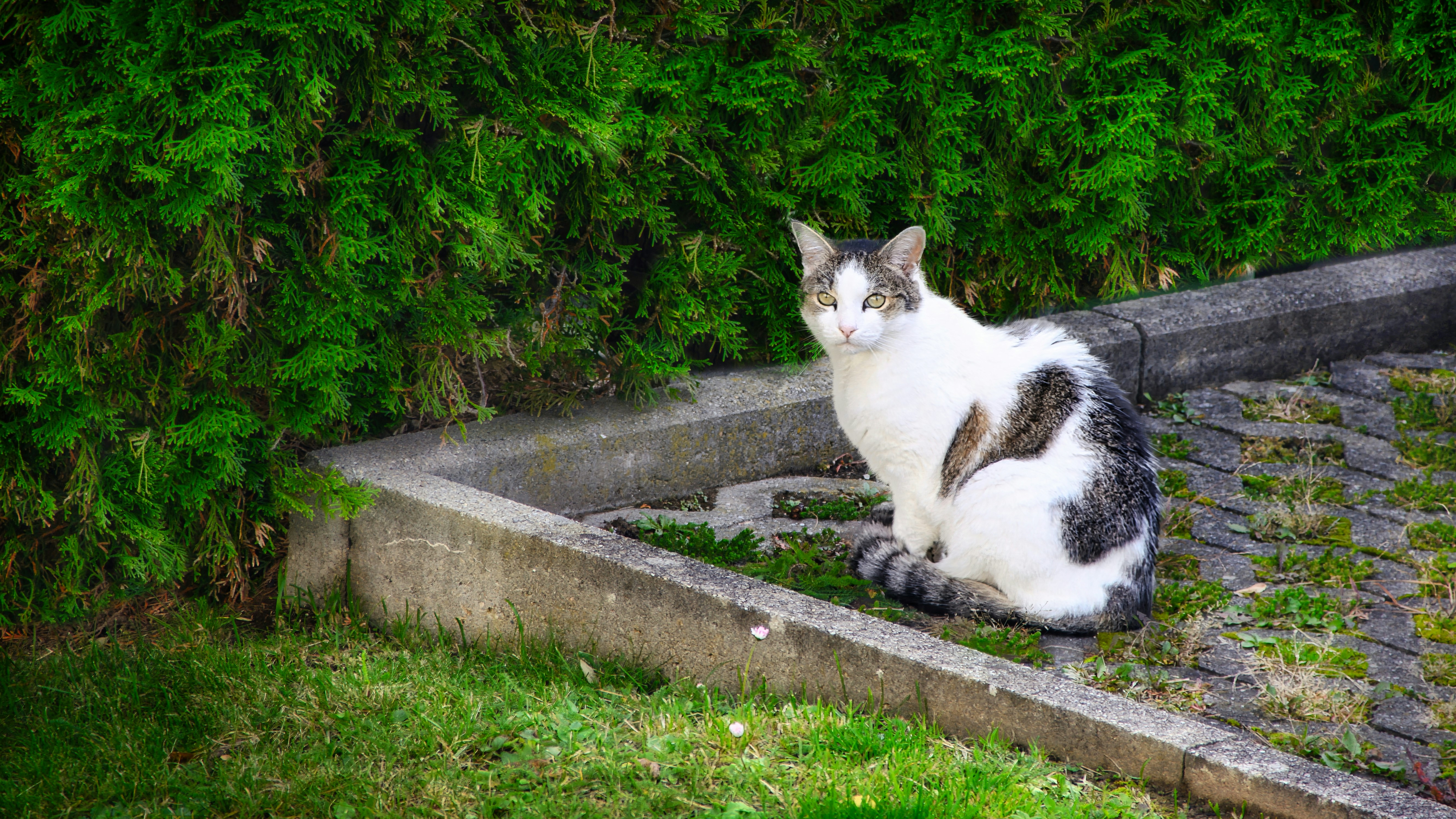 Patched Tabby on a Concrete Stage