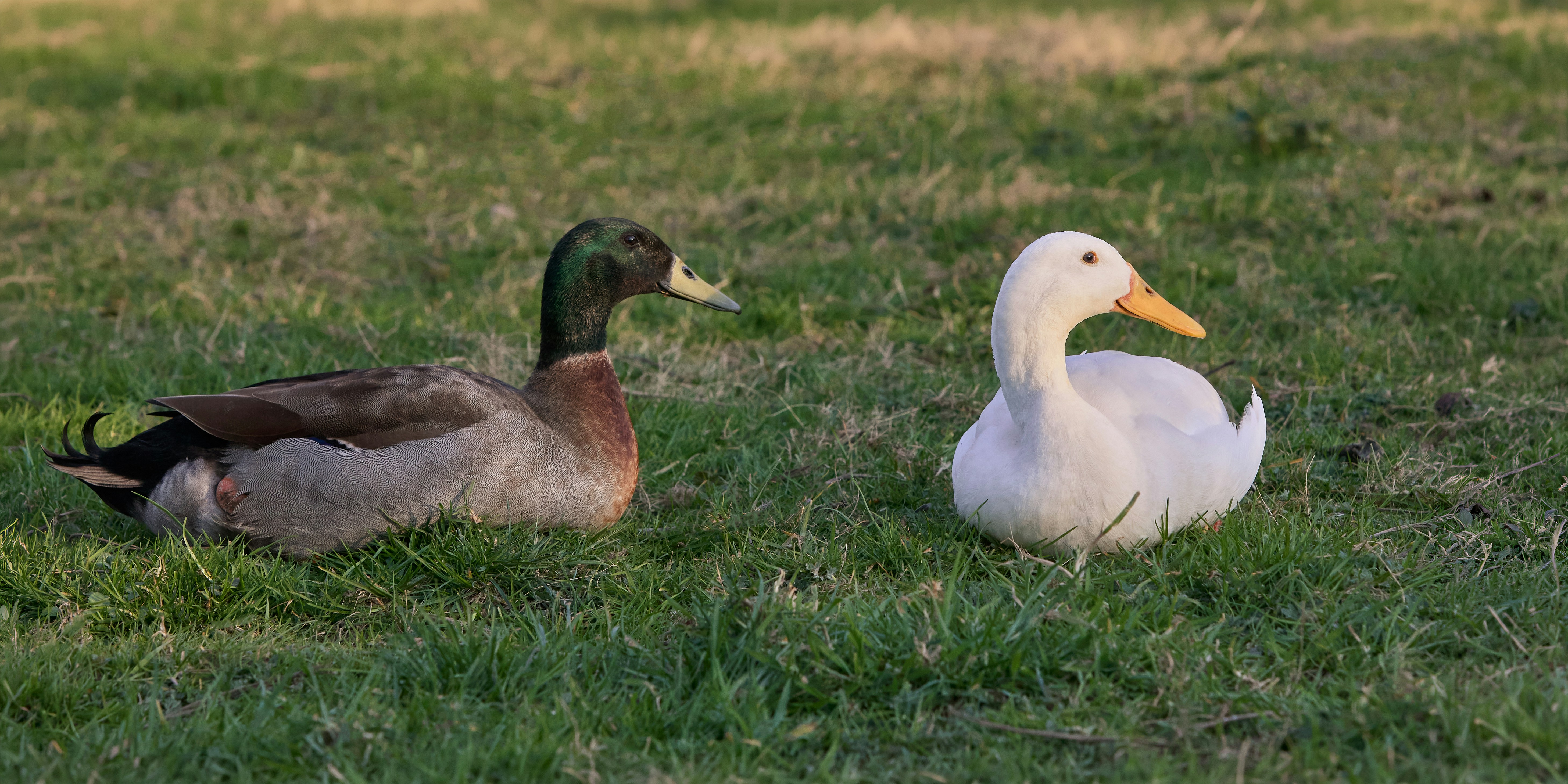 Two Ducks Rest on Quiet Green: A Subtle Portrait of Companionship