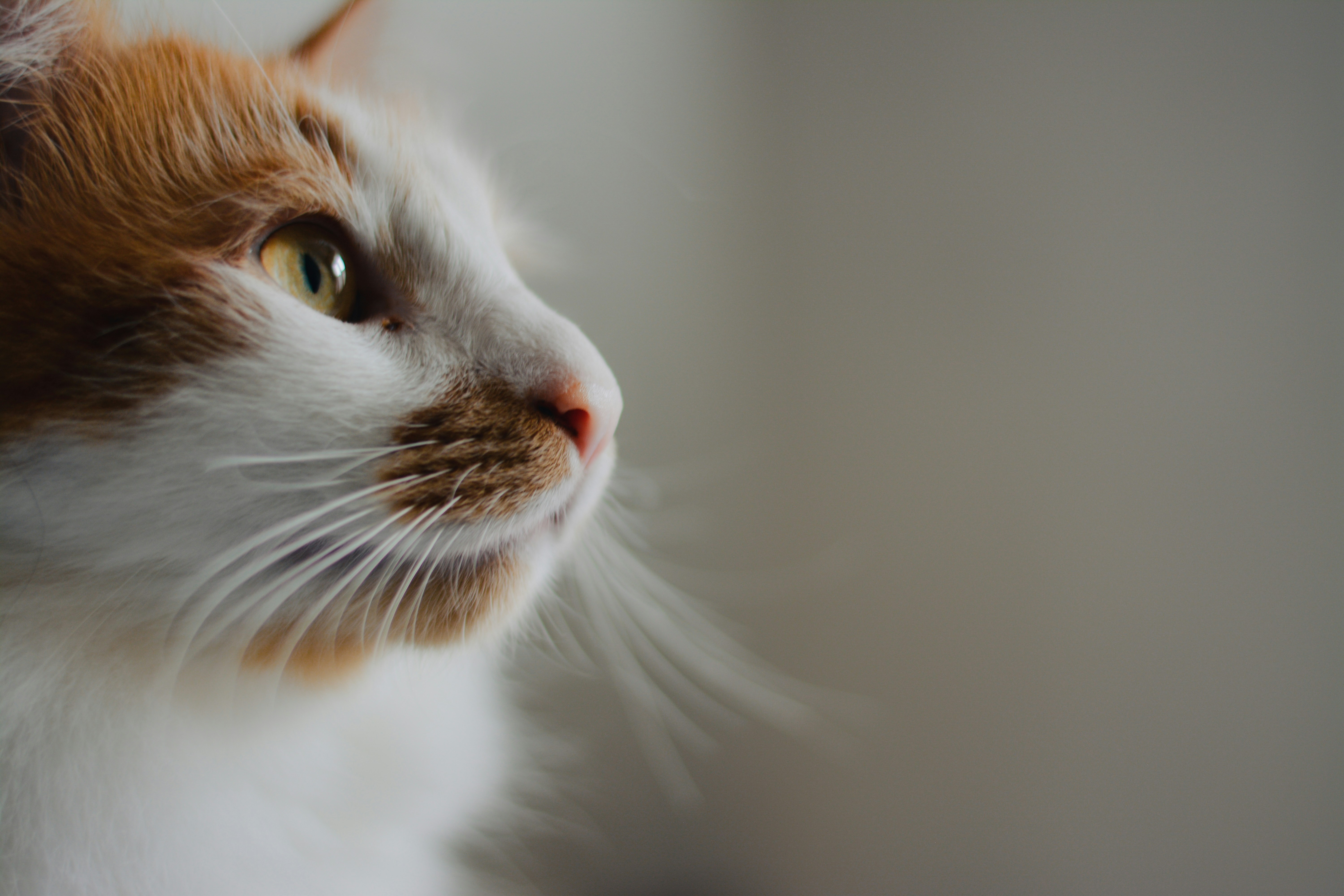 Close-up of a curious cat: profile with soft bokeh
