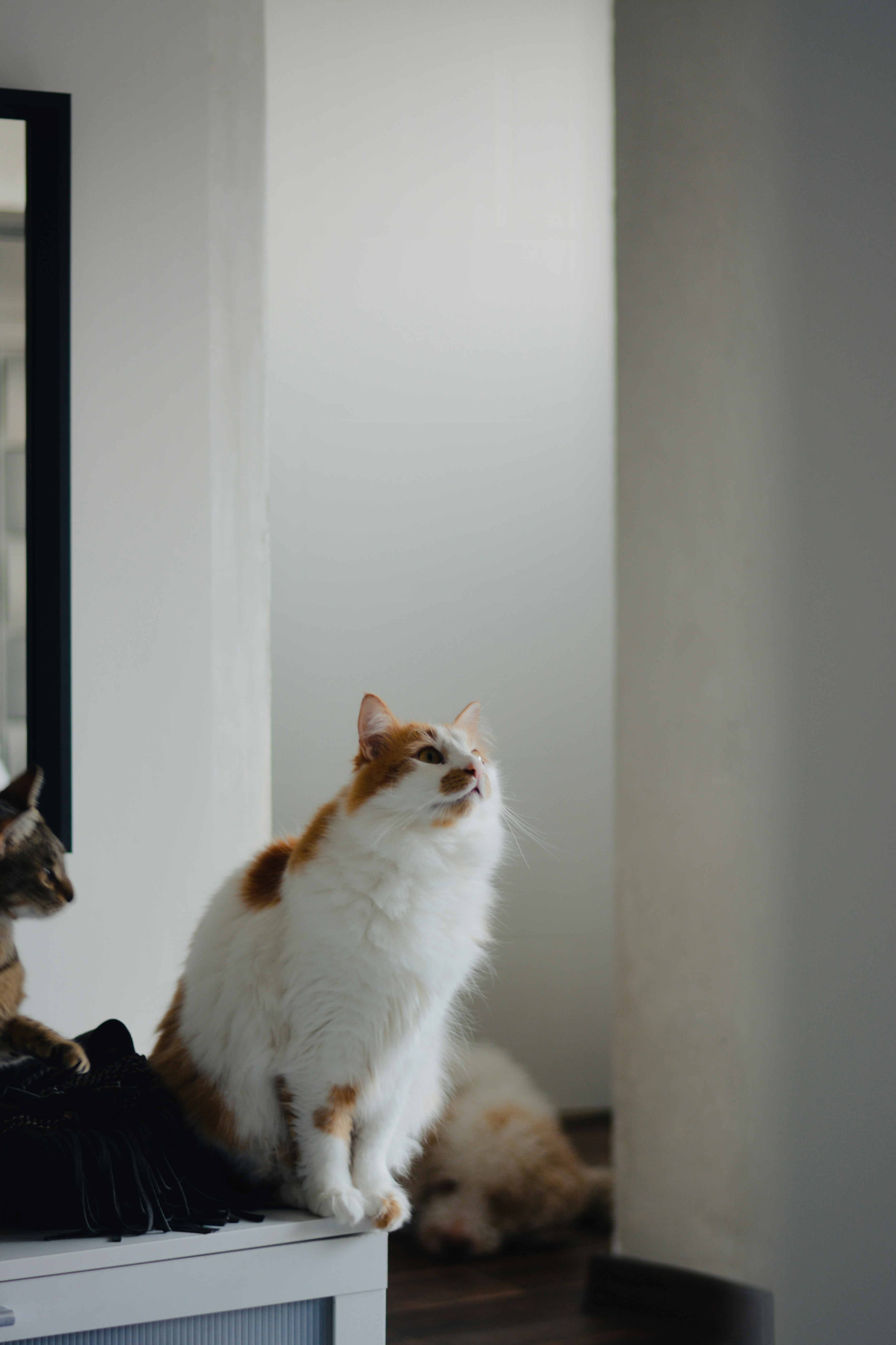 A Curious Feline Pause by the Windowed Wall