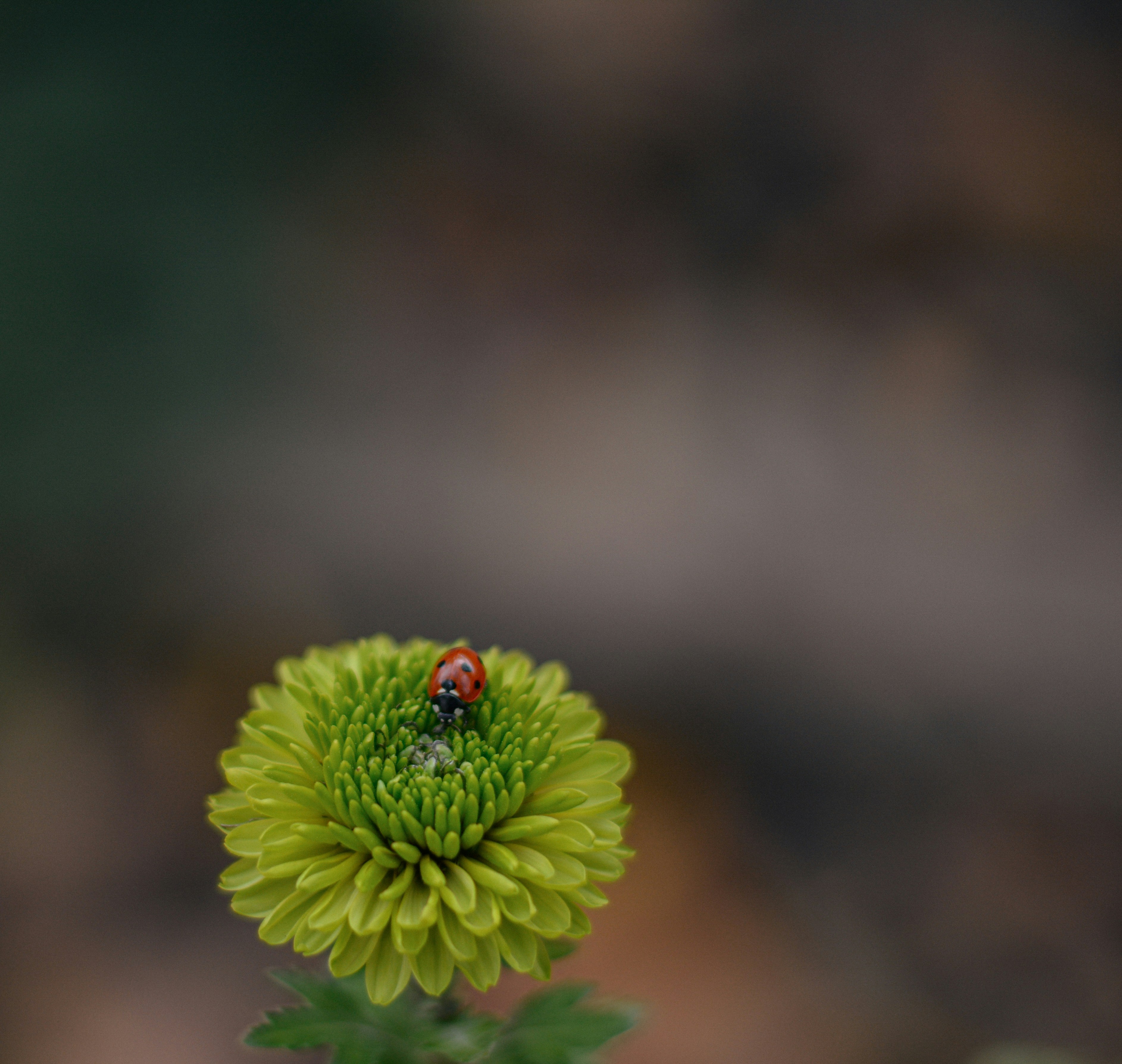 Ladybug on a Sunlit Green Crown