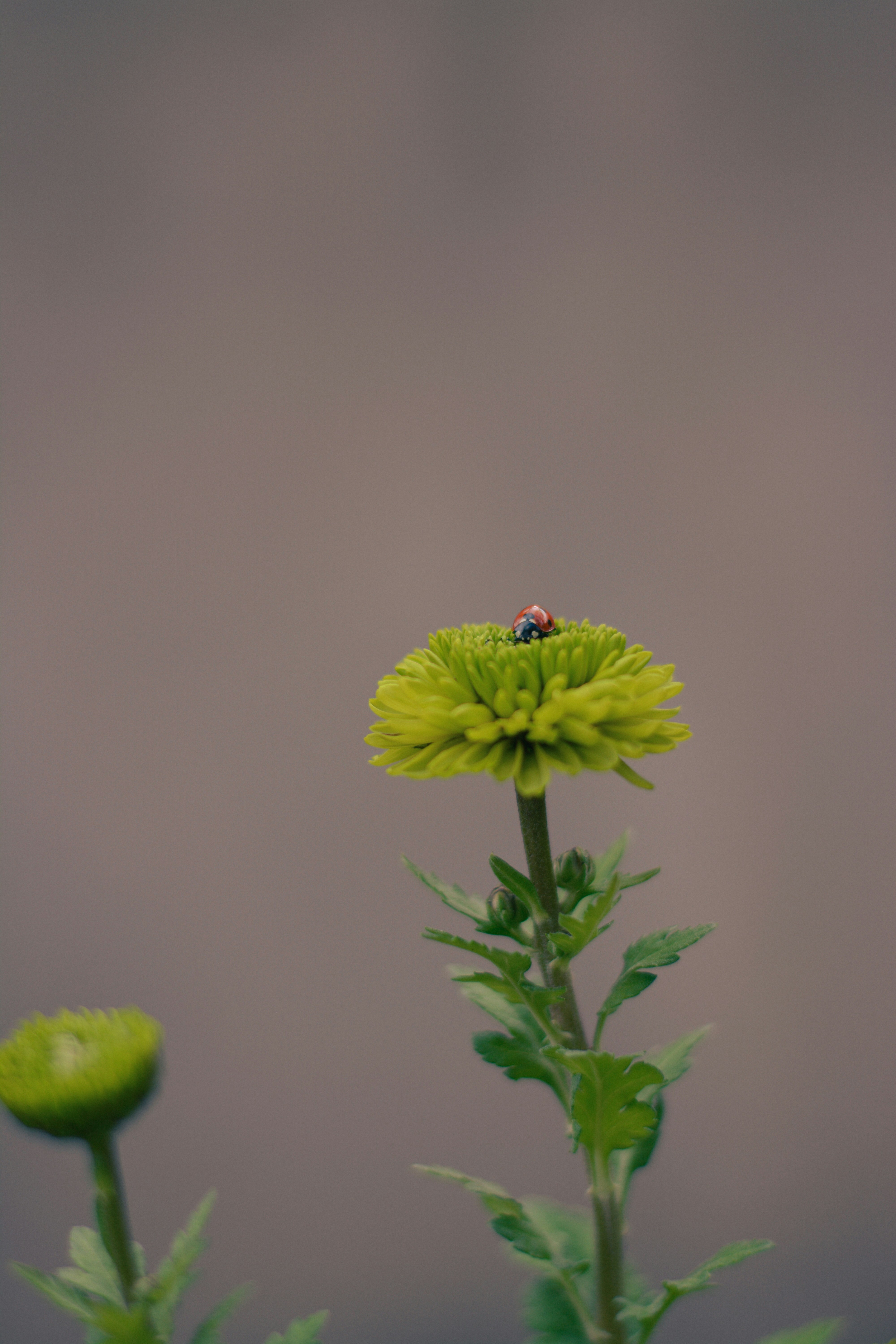 Tiny Red Rider on a Sunlit Green Crown