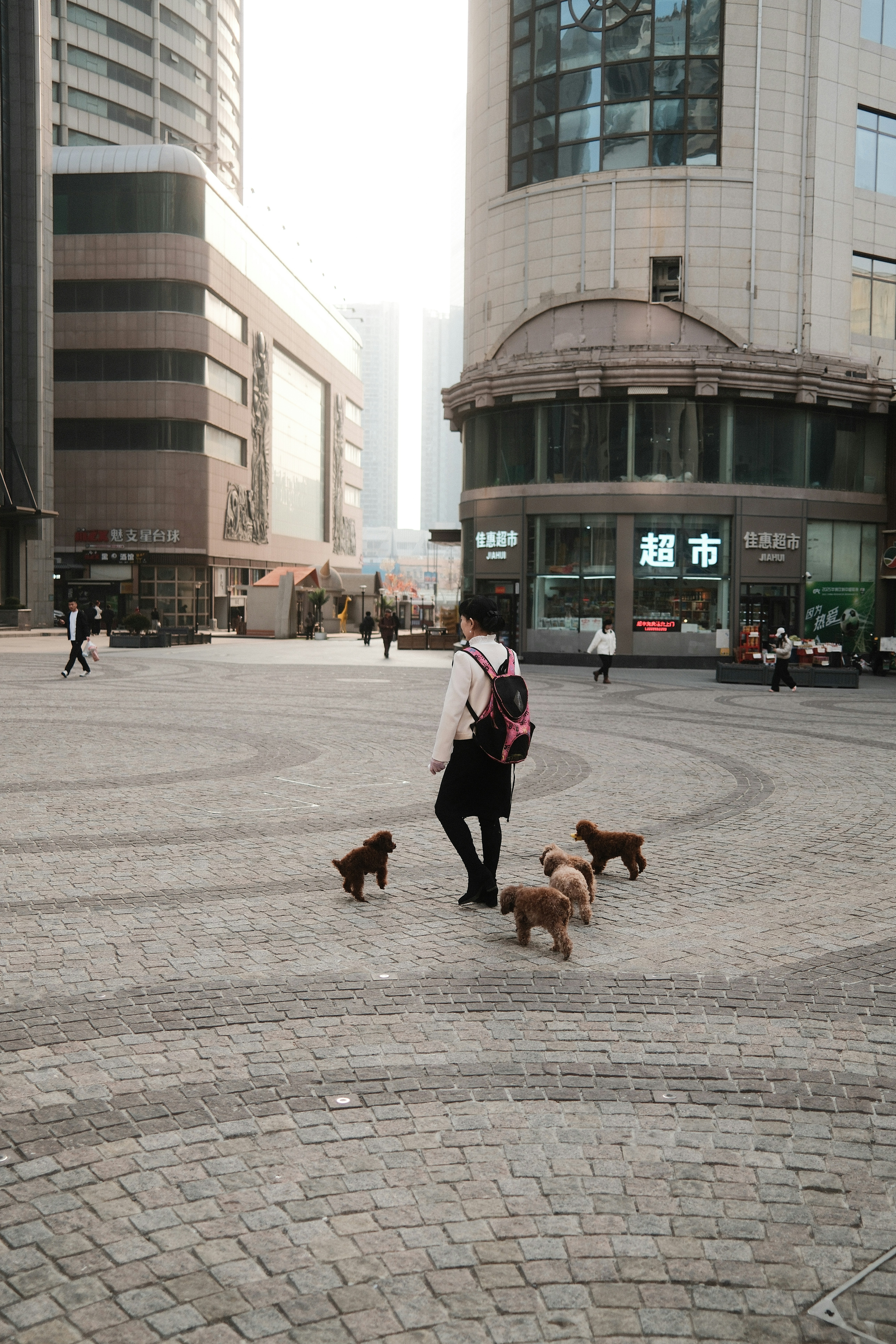 City Square Stroll: A Pedestrian with Four Purry Companions