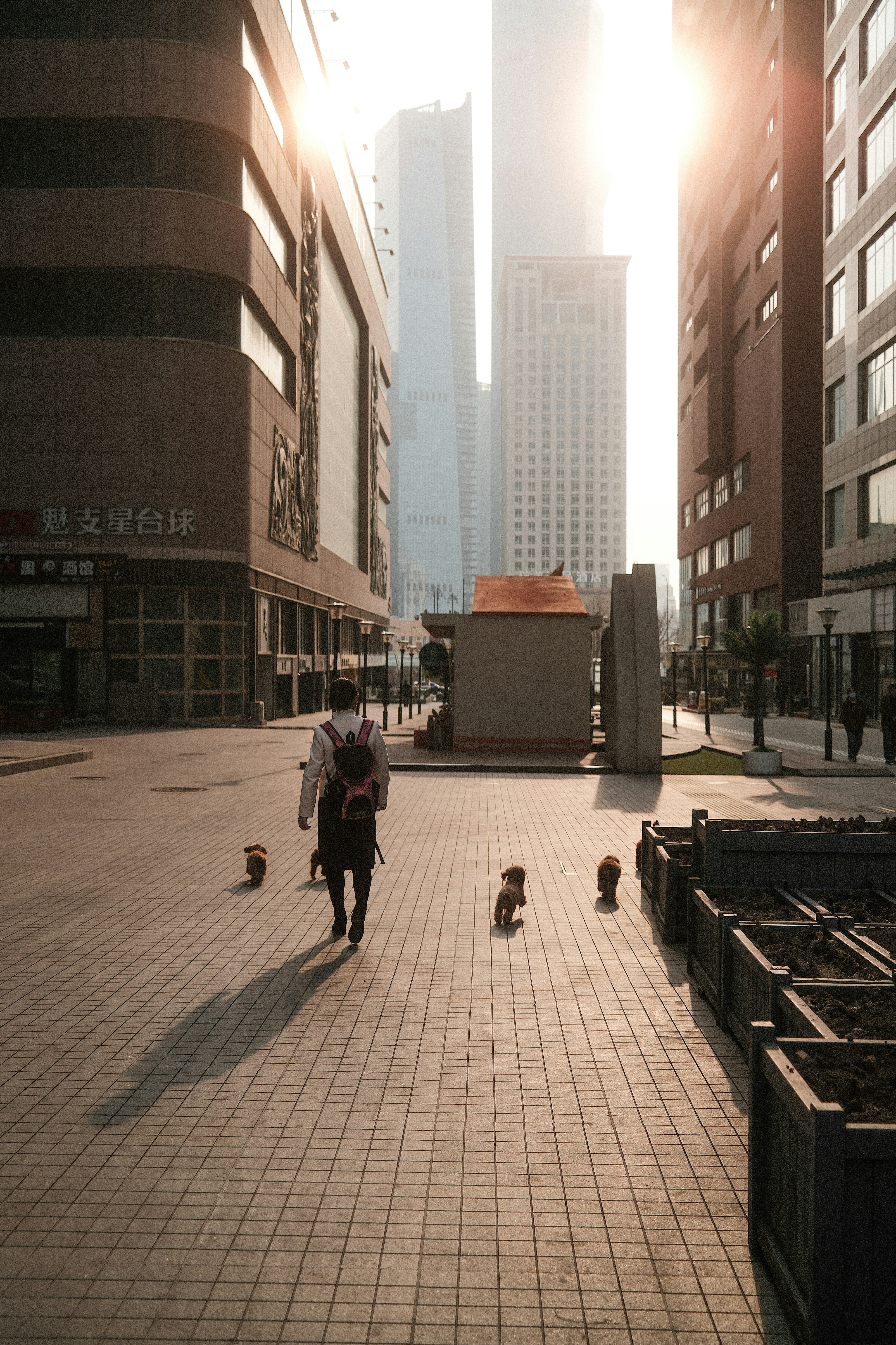 Urban Walk: A lone figure with dogs amid sunlit skyscrapers
