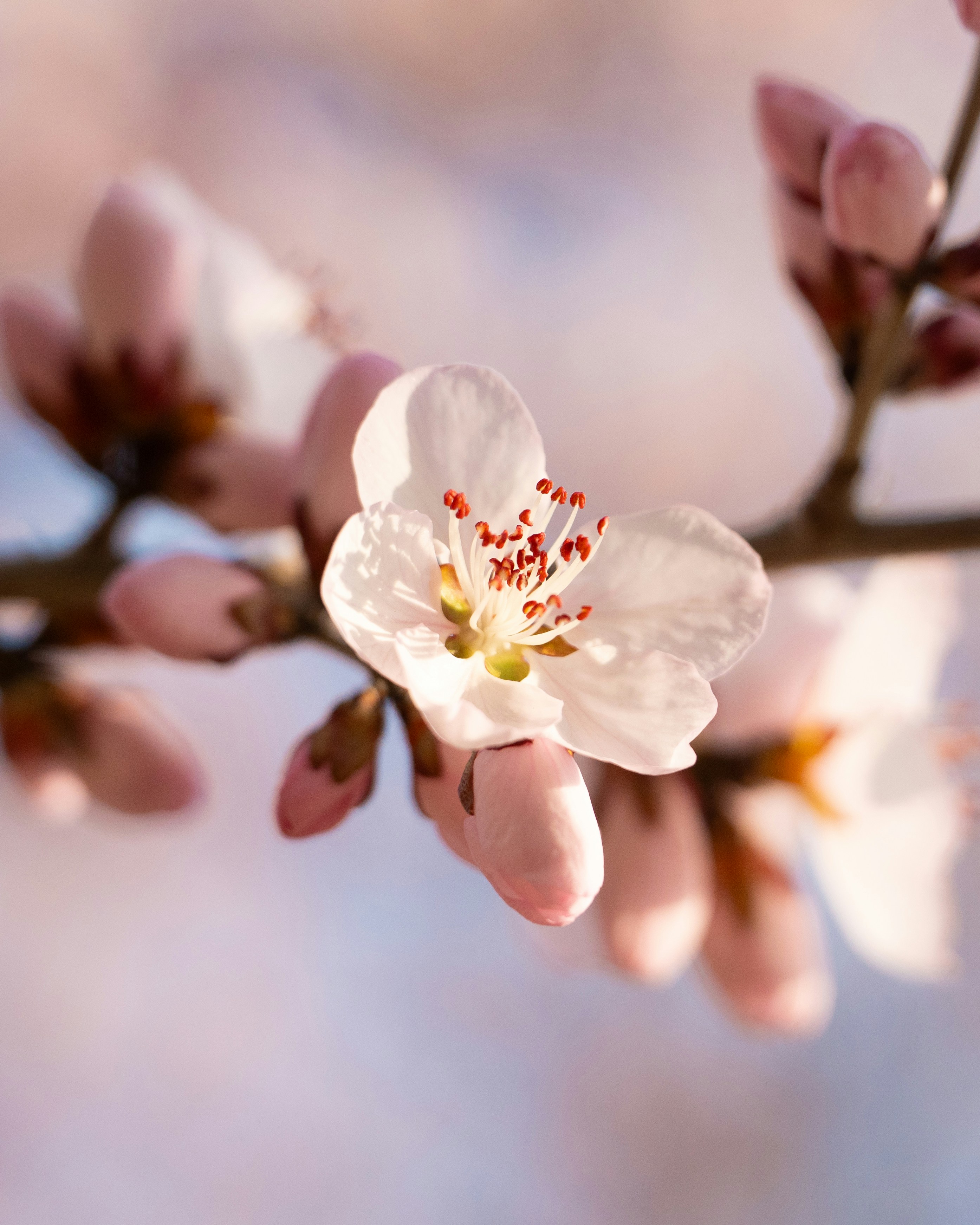 Blossom in Focus: A Delicate White Petal Standing Out