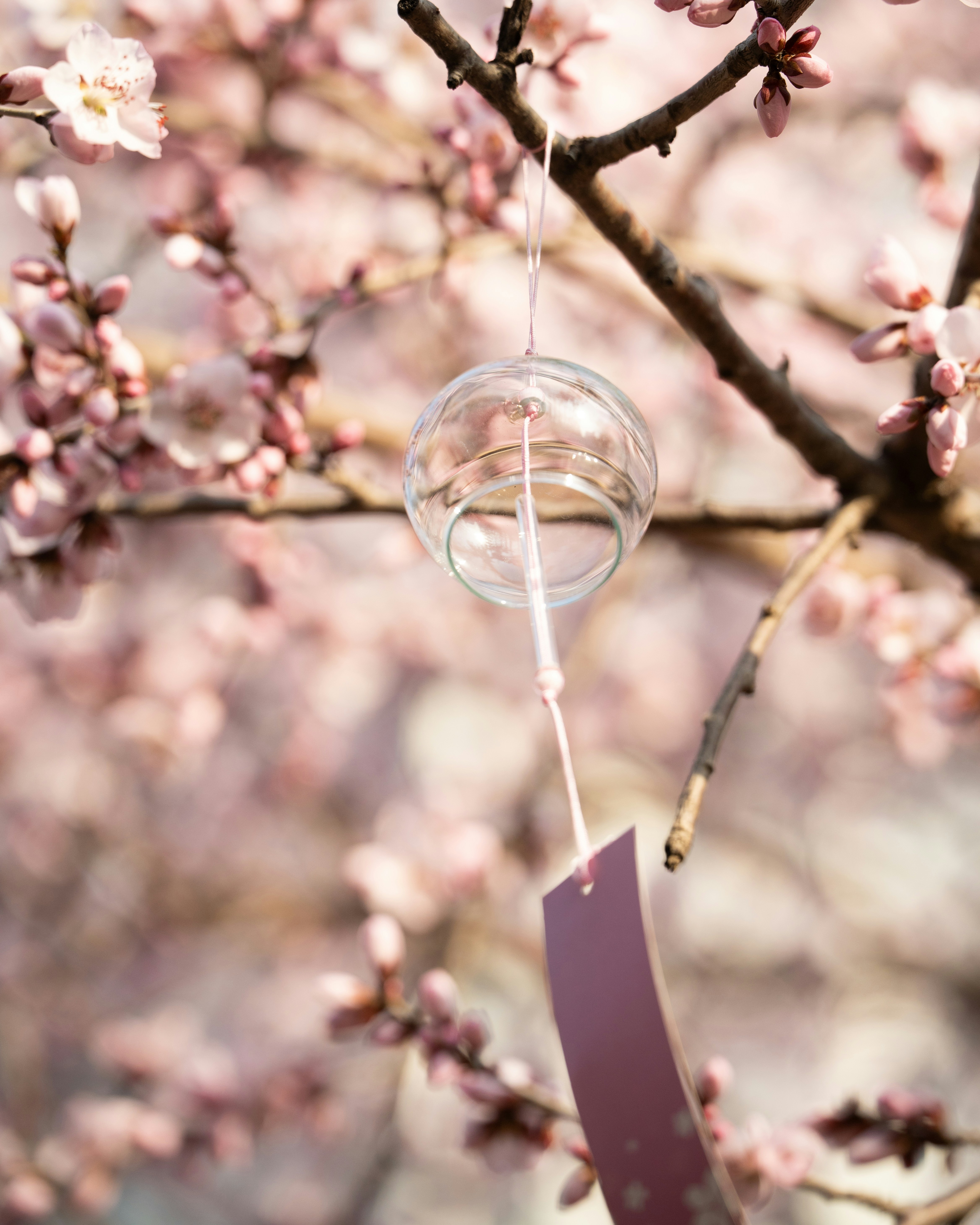 A Tiny Saucer of Spring: Glass Ornament Hangs Among Blushing Blossoms