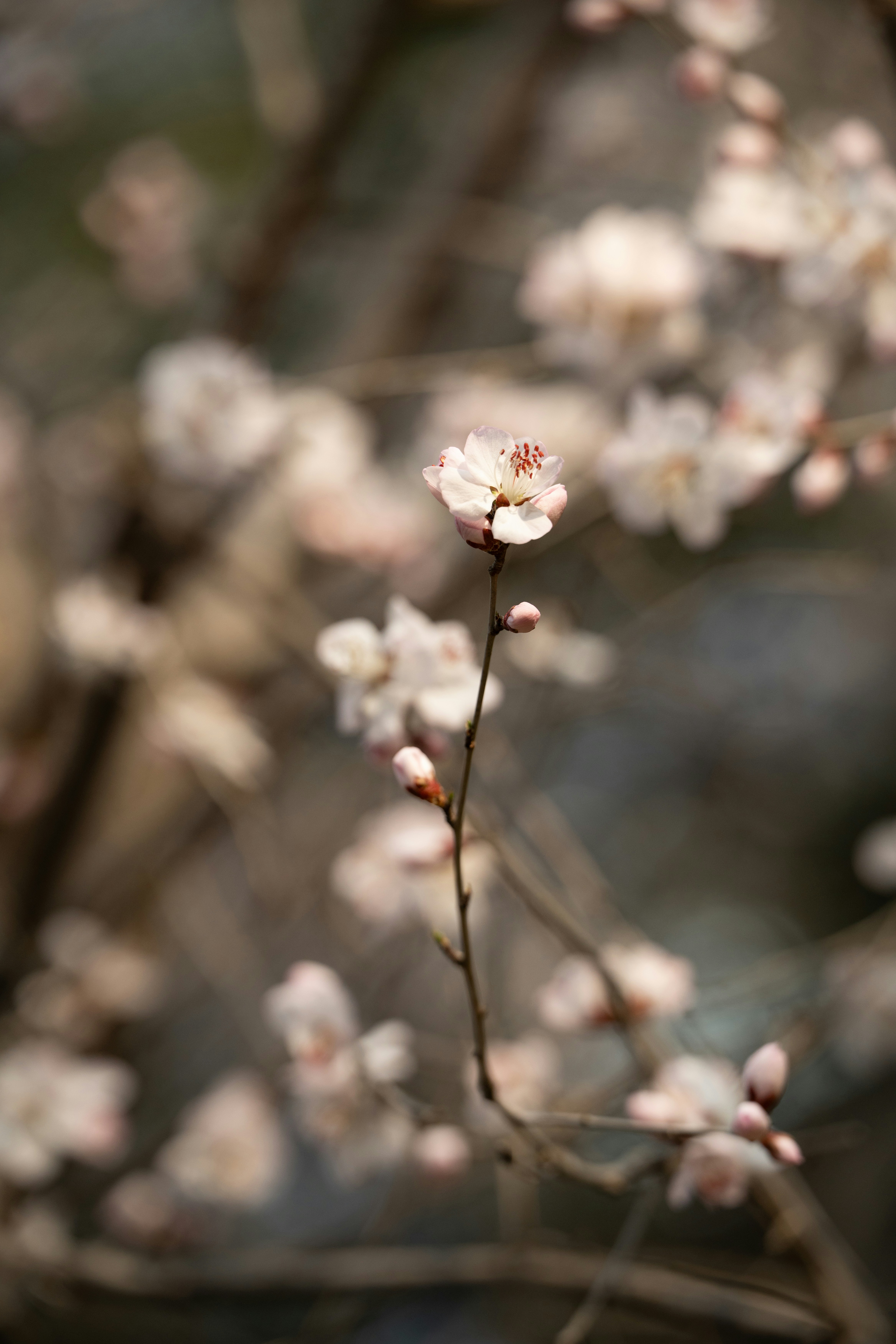 Blossom Needle: A Close Tempest of Pale Flowers