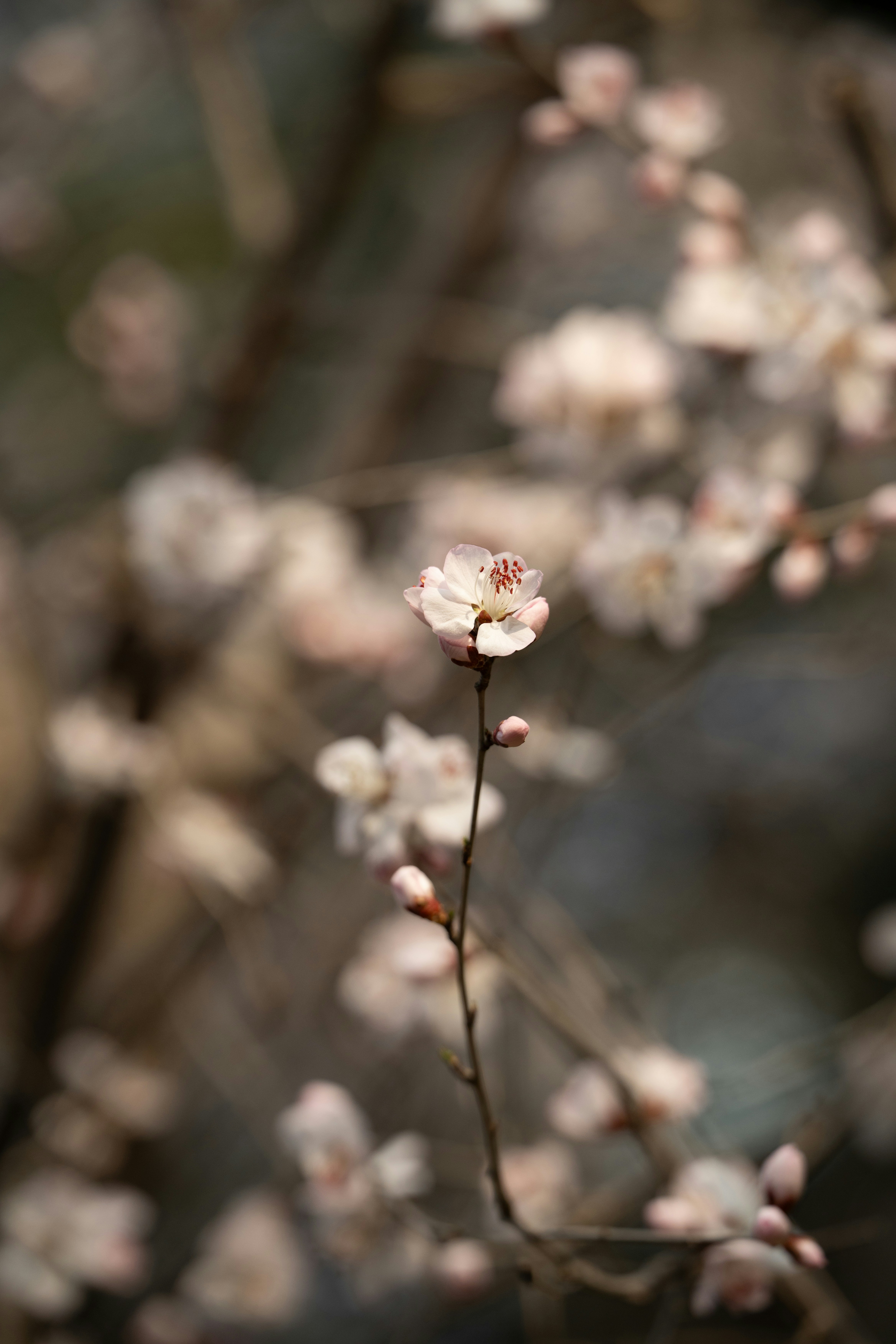 Blossom in Focus: A Lone White Petal Against a Soft Spring Blur