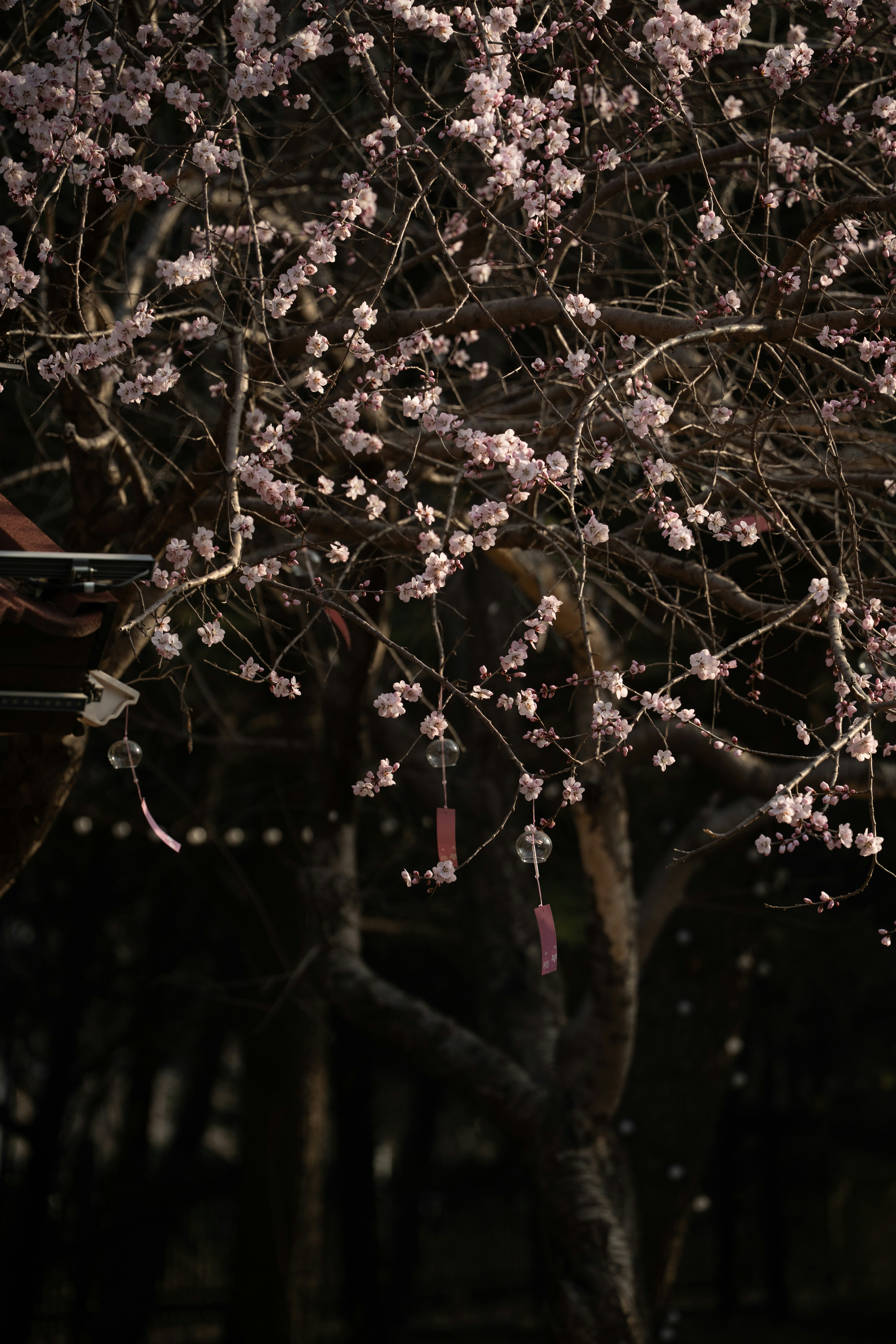 Soft Pink Blossoms Draped Across a Shadowed Orchard