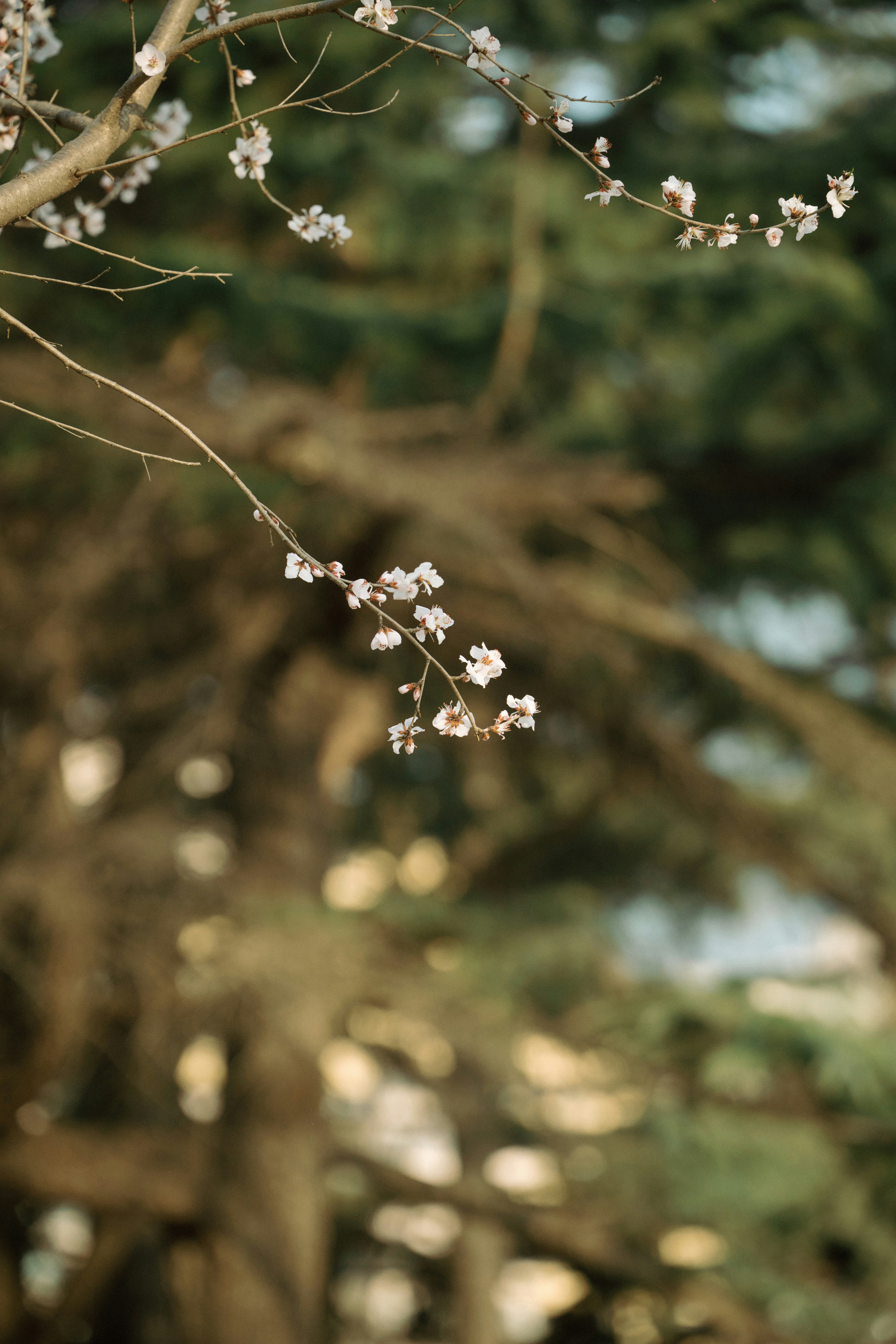 Delicate blossoms on a sunlit spring branch