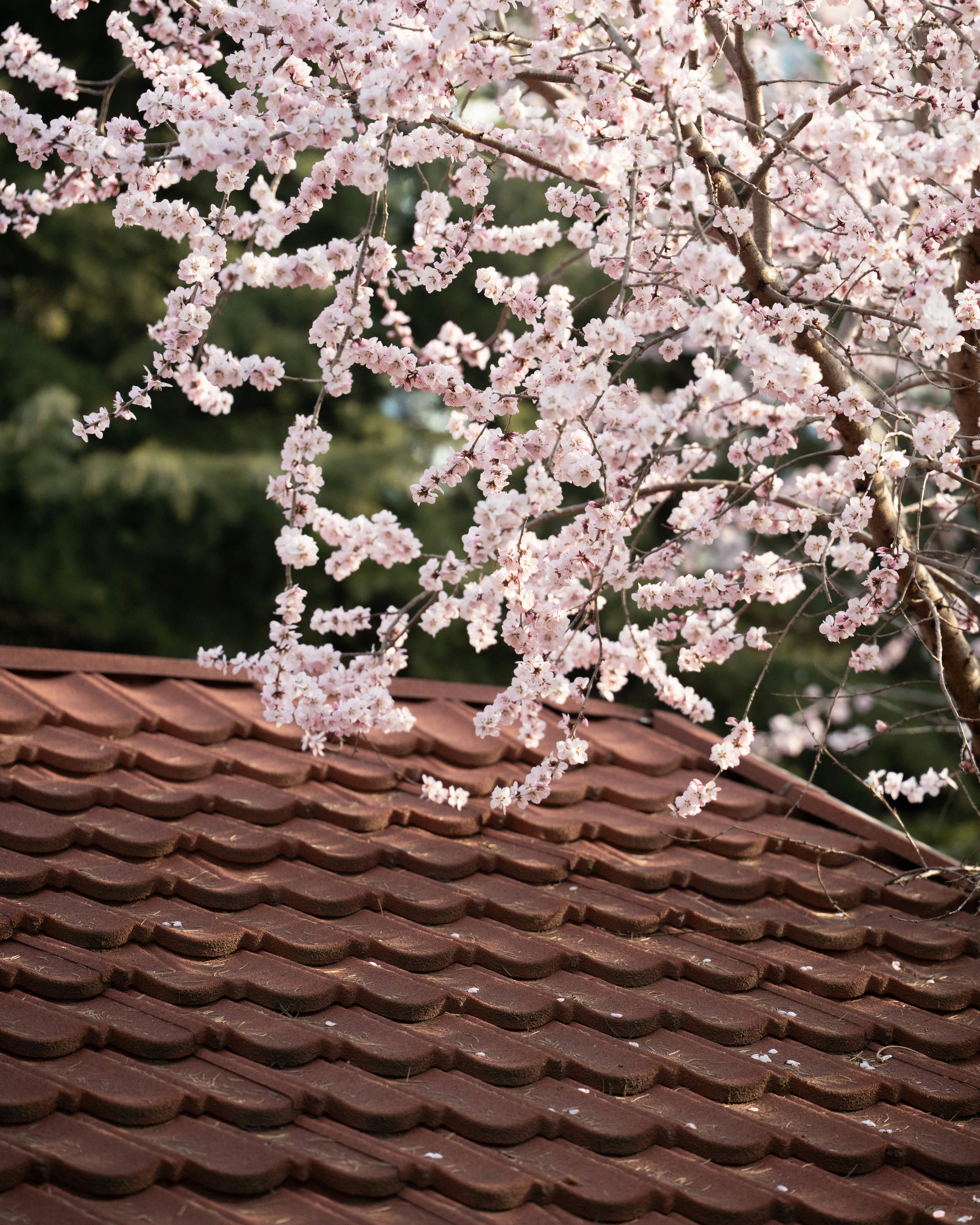 Cherry Blossoms Draping Over a Terracotta Tile Roof