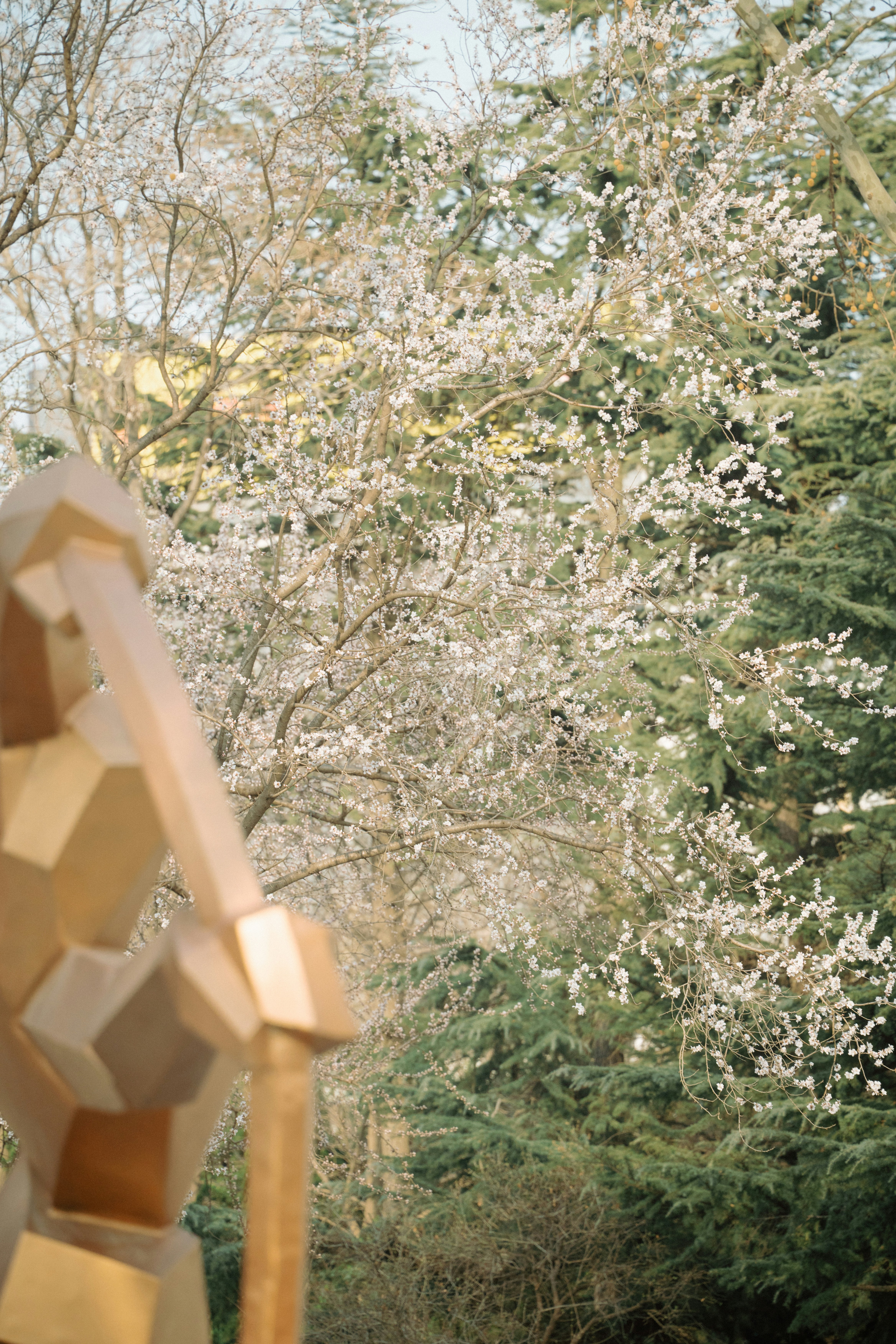 Blossoms Amid a Quiet Park Gate
