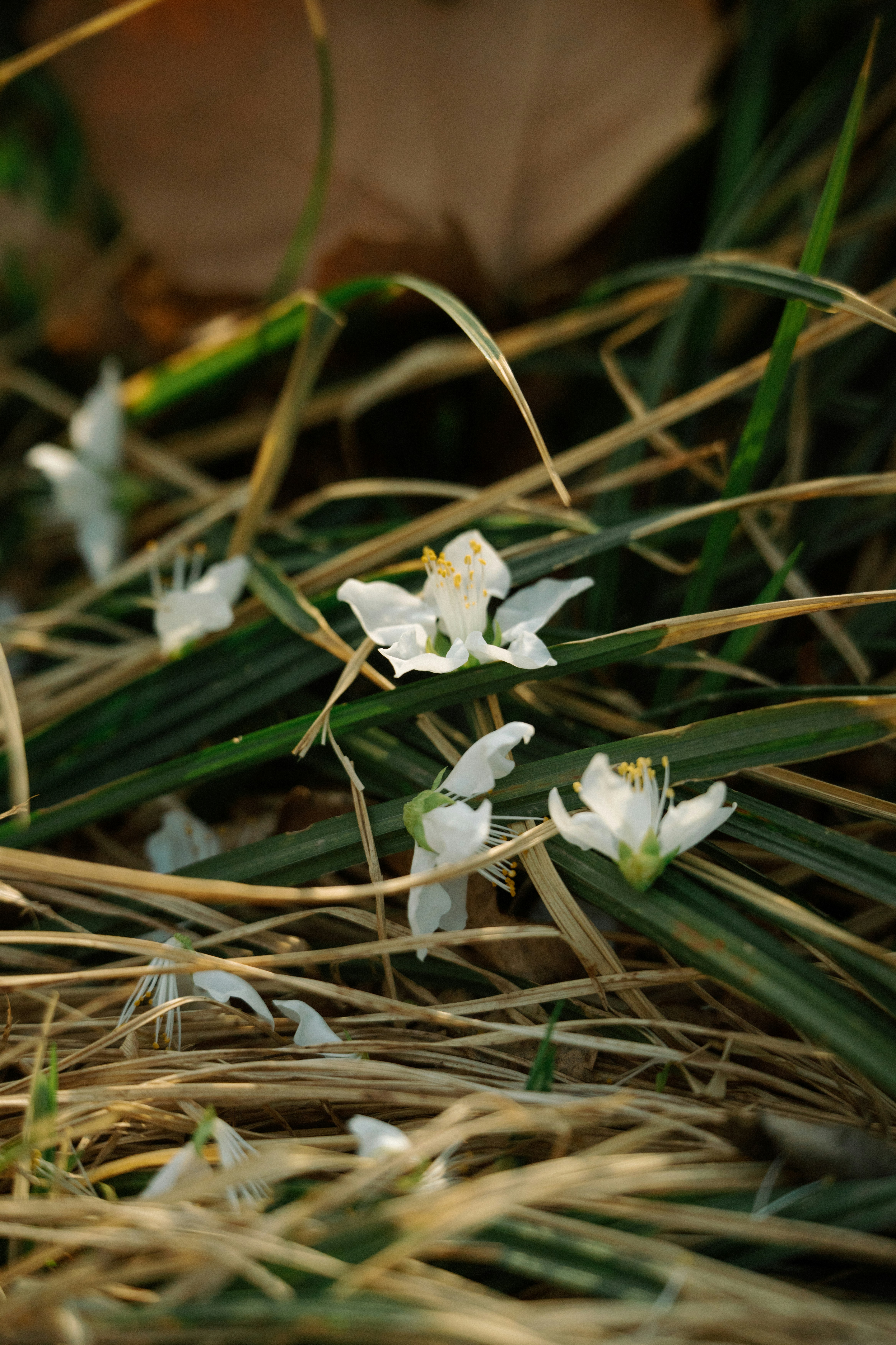 Whispering White Blossoms Among Dry Grass